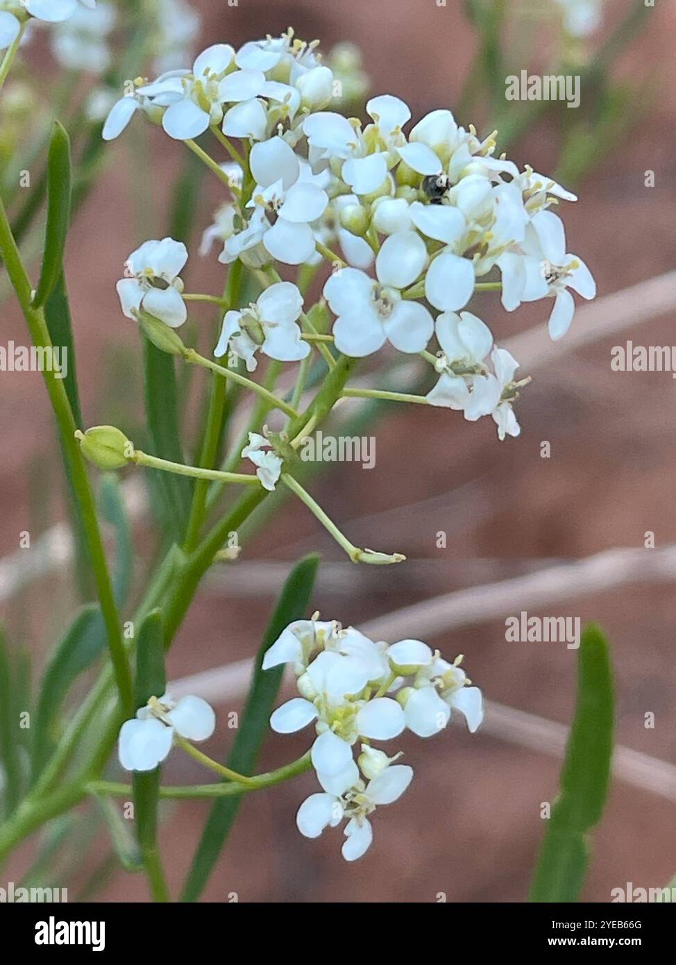 Mountain Pepperweed (Lepidium montanum Stock Photo - Alamy