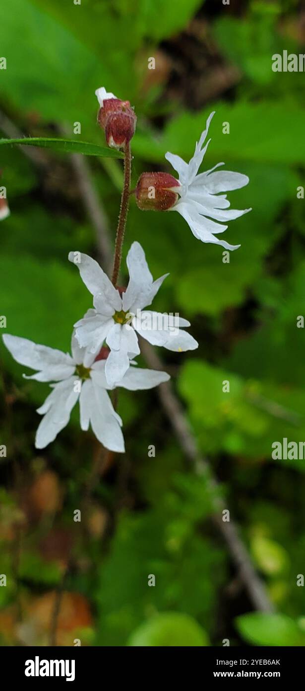 hillside woodland star (Lithophragma heterophyllum Stock Photo - Alamy