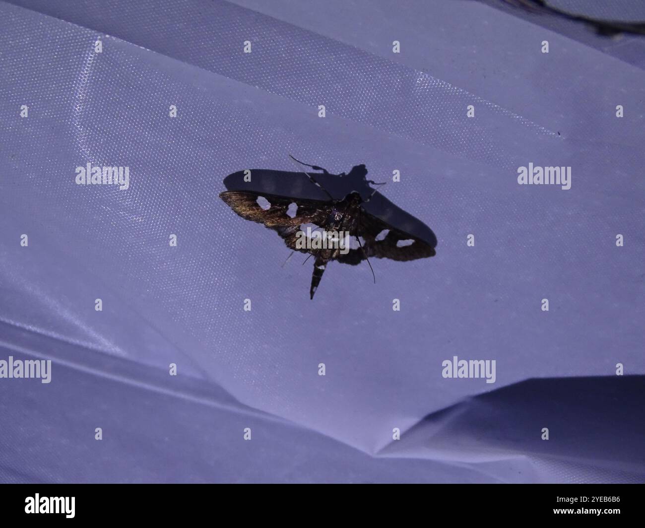 Grape Leaffolder Moth (Desmia funeralis Stock Photo - Alamy