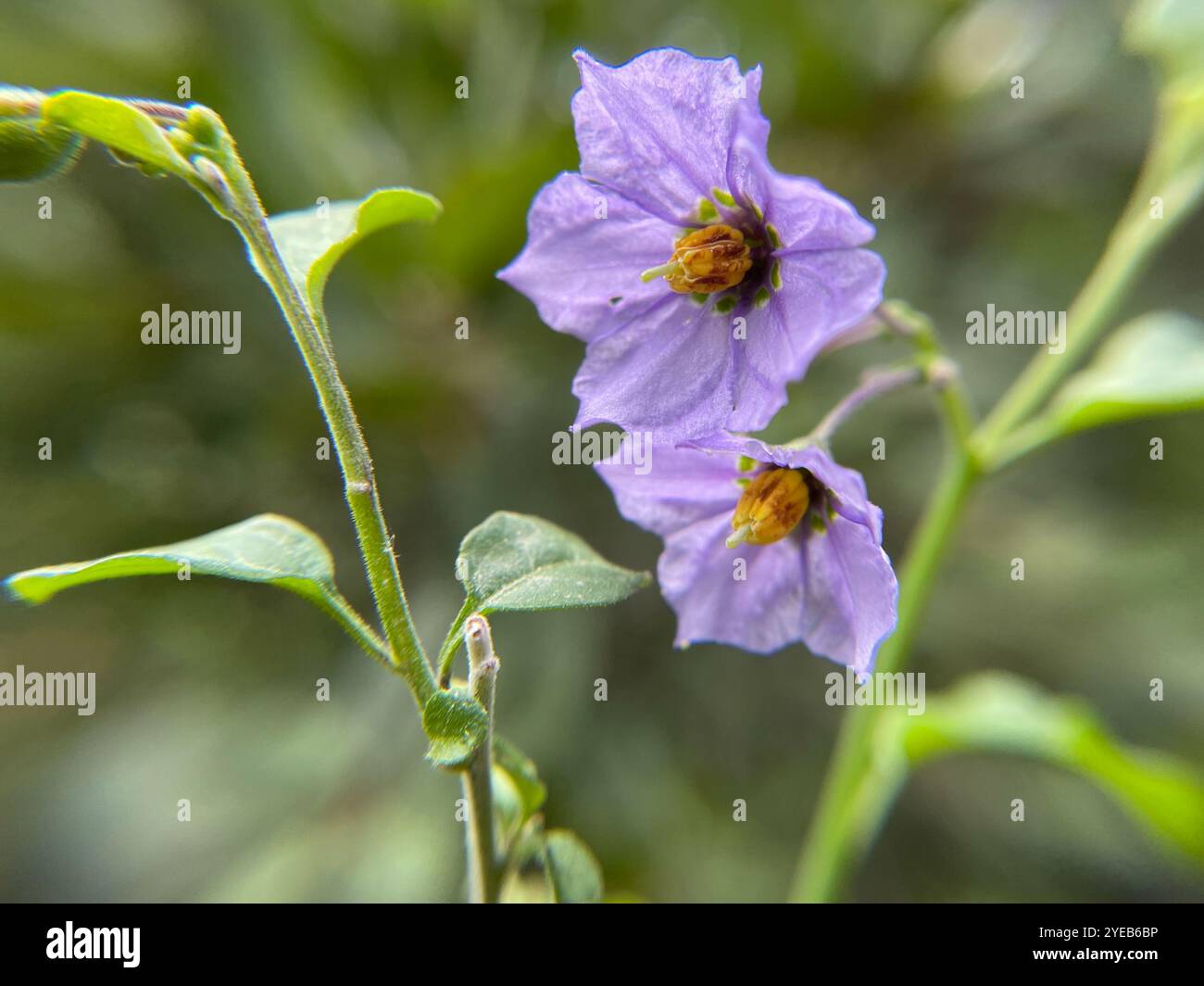 bluewitch nightshade (Solanum umbelliferum Stock Photo - Alamy