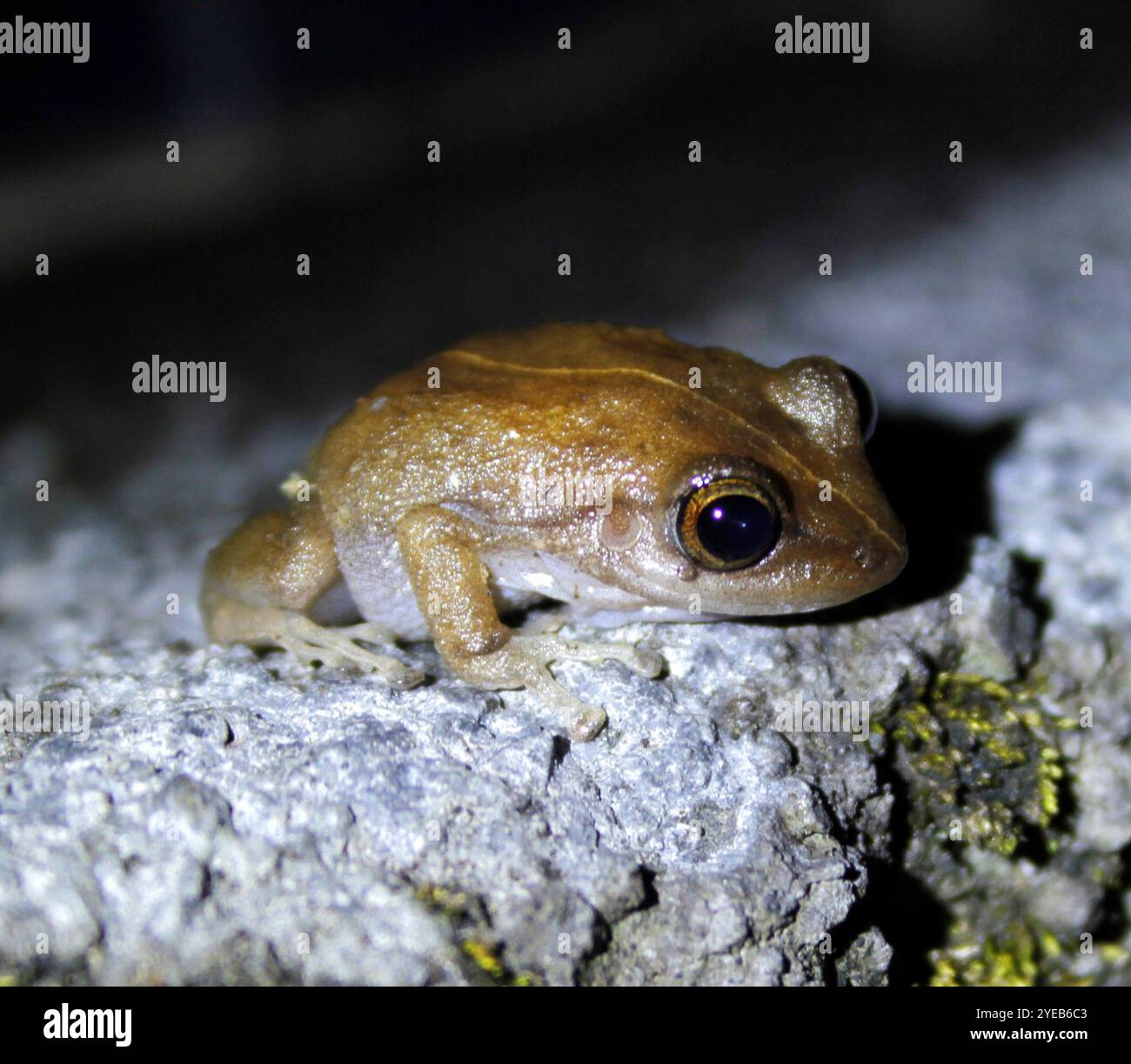 Common Coqui (Eleutherodactylus coqui Stock Photo - Alamy