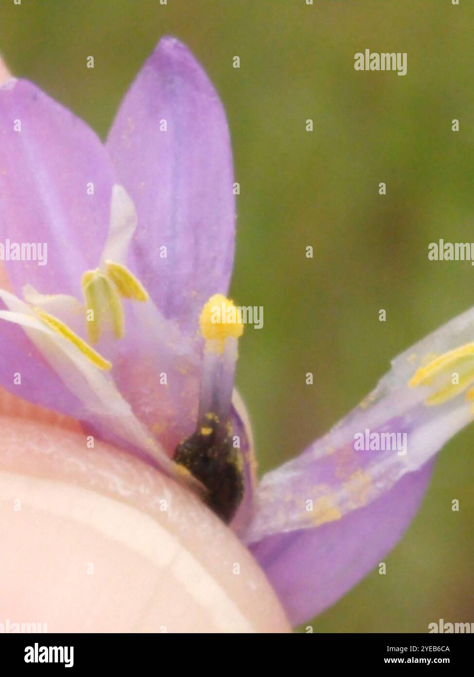 Dipterostemon hi-res stock photography and images - Alamy
