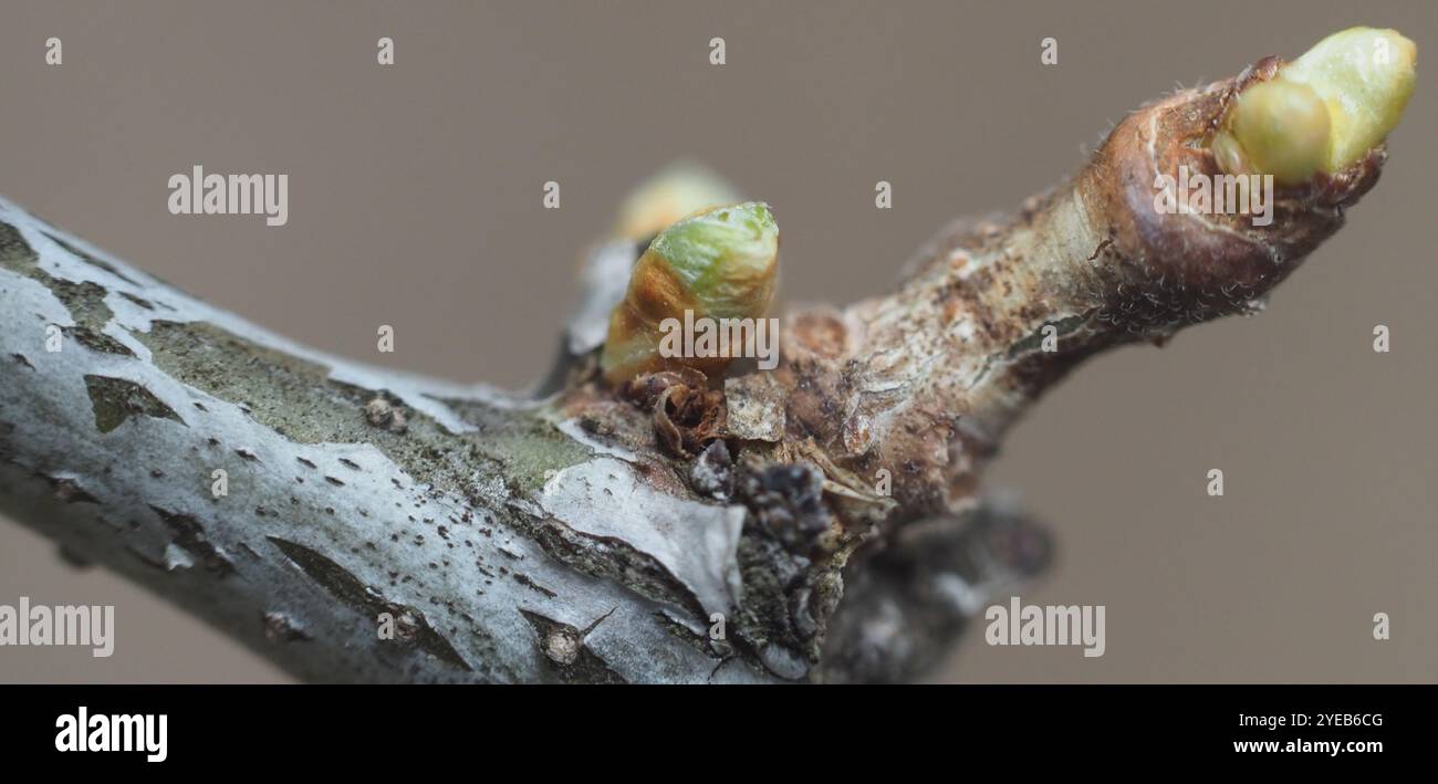 thornless honey locust (Gleditsia triacanthos inermis Stock Photo - Alamy