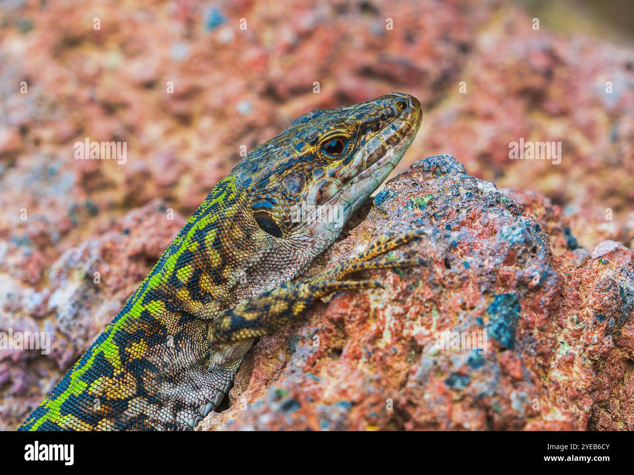 Italian wall lizard or ruin lizard - Podarcis siculus Stock Photo - Alamy