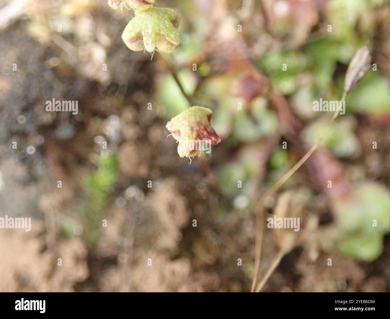 Hemisphaeric Liverwort (Reboulia hemisphaerica Stock Photo - Alamy