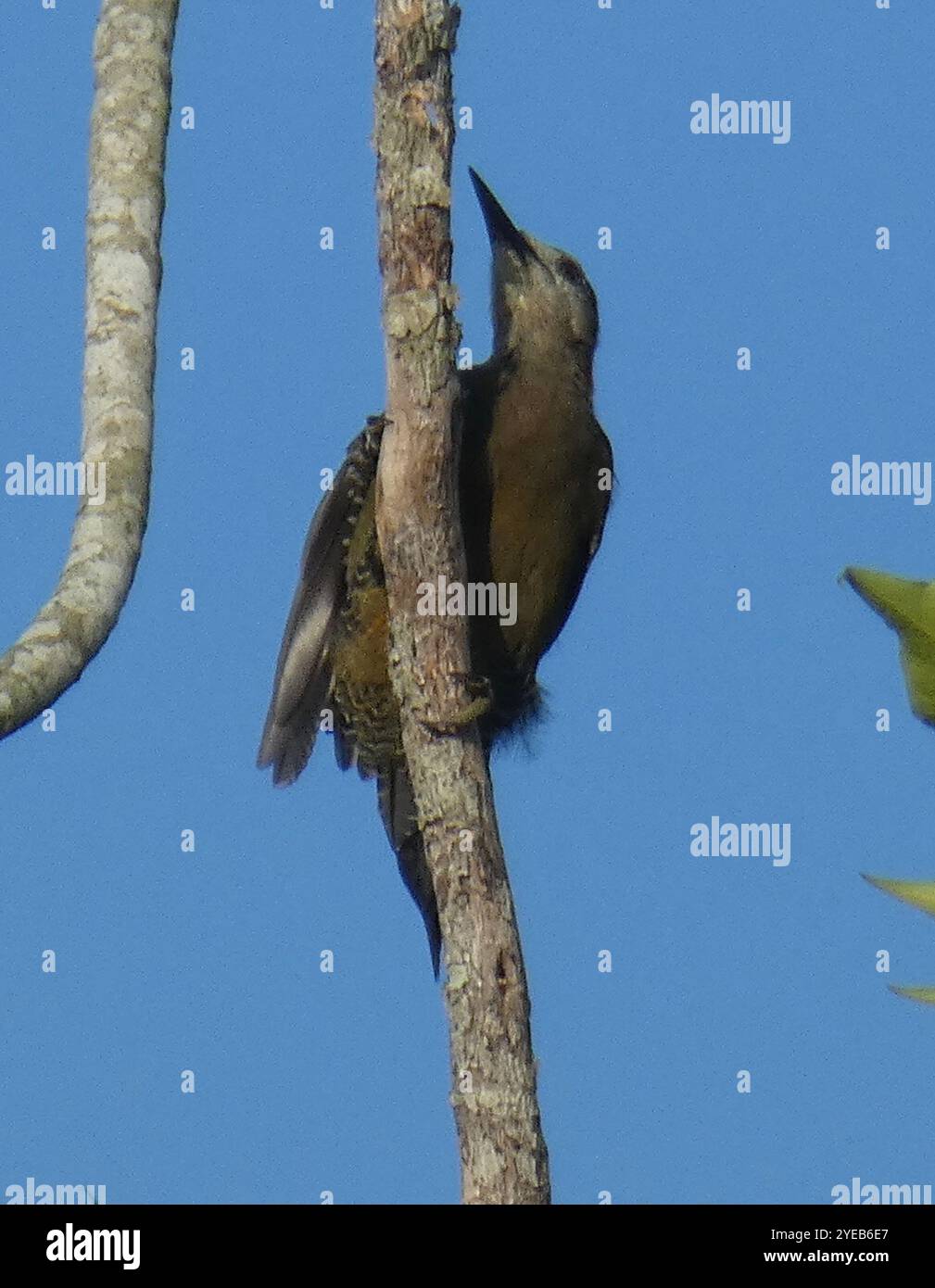 Jamaican Woodpecker (Melanerpes radiolatus Stock Photo - Alamy