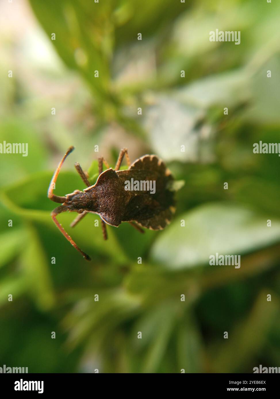 Enoplops hi-res stock photography and images - Alamy