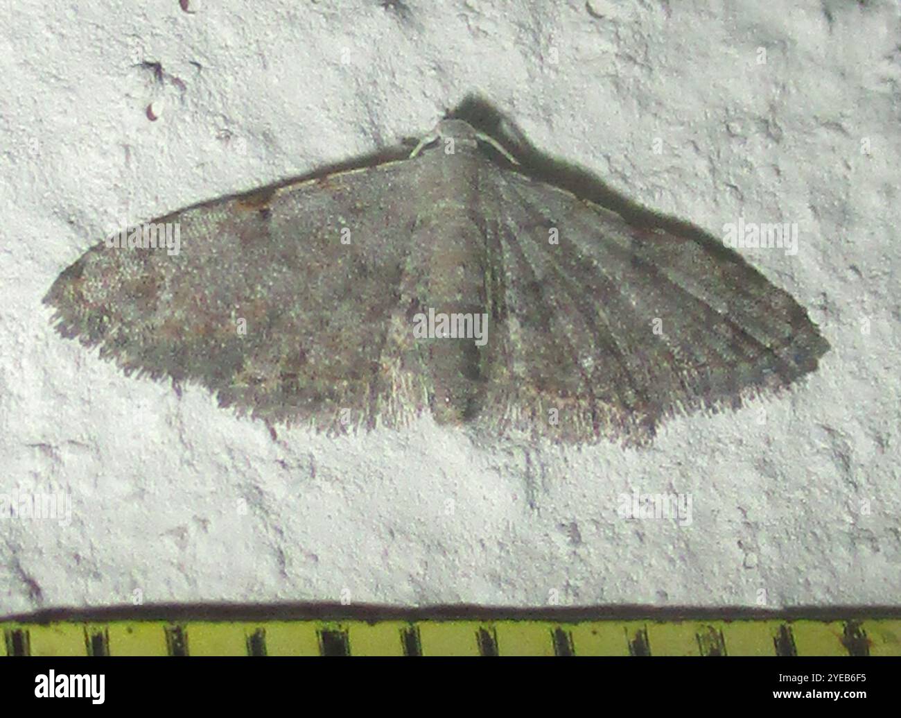 Geometer Moths (Geometridae Stock Photo - Alamy
