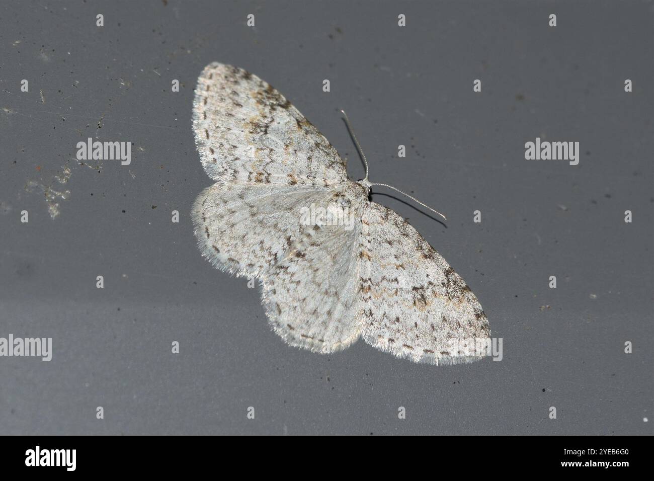 Pearsall's Carpet Moth (Venusia pearsalli Stock Photo - Alamy
