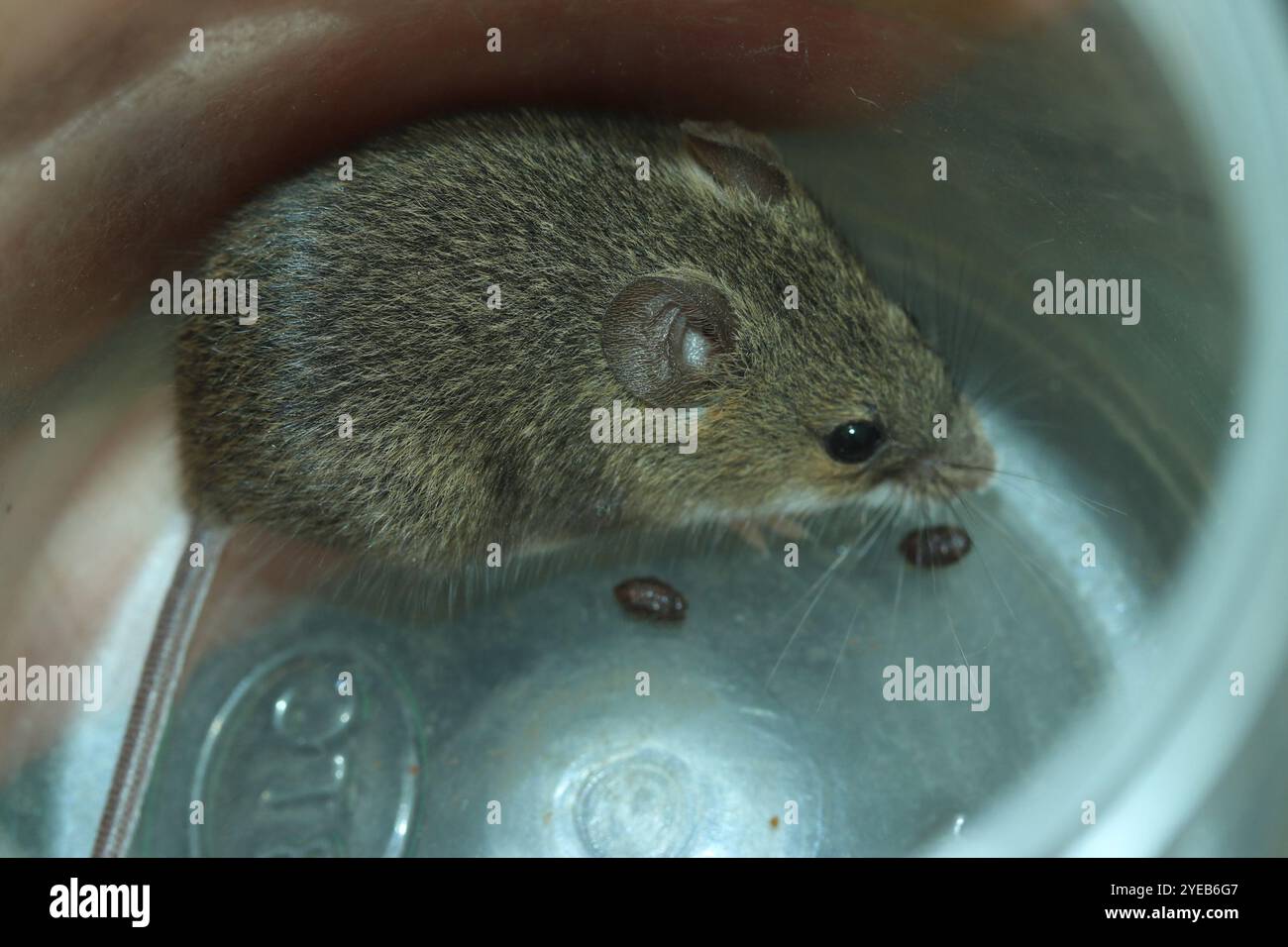 Old World Mice and Rats (Muridae Stock Photo - Alamy
