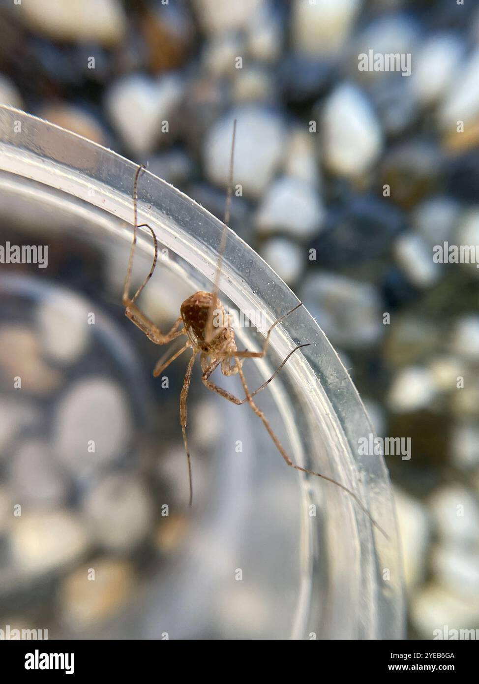 Protolophus hi-res stock photography and images - Alamy