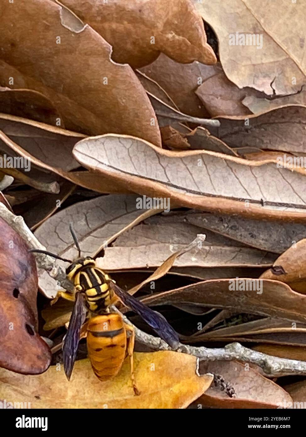 Southern Yellowjacket (Vespula squamosa Stock Photo - Alamy