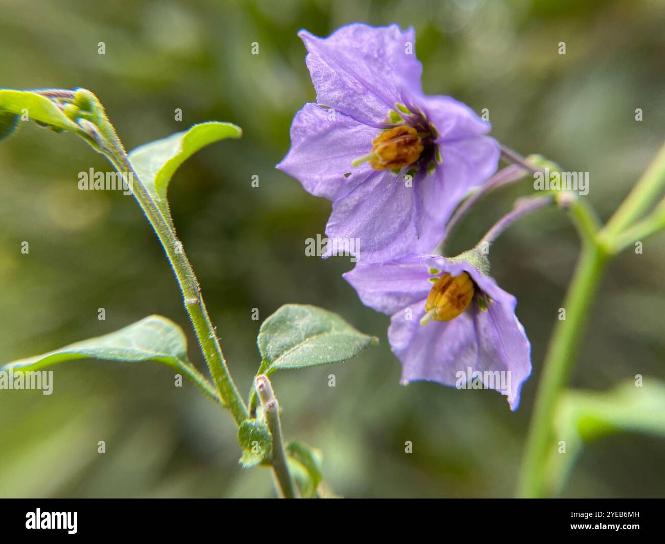 bluewitch nightshade (Solanum umbelliferum Stock Photo - Alamy