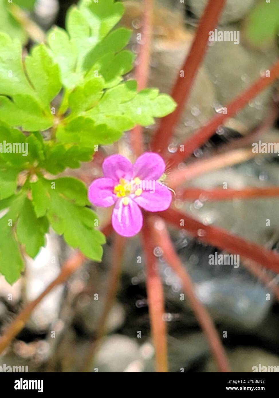 Geranium purpureum hi-res stock photography and images - Alamy