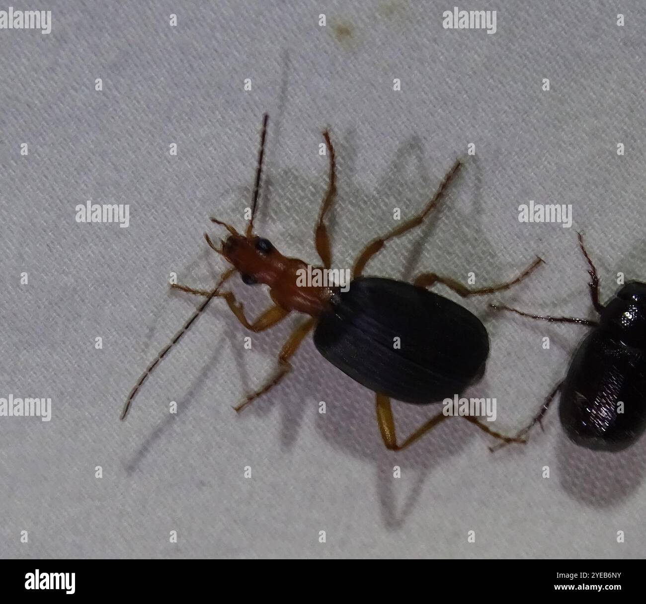 Bombardier beetles hi-res stock photography and images - Alamy