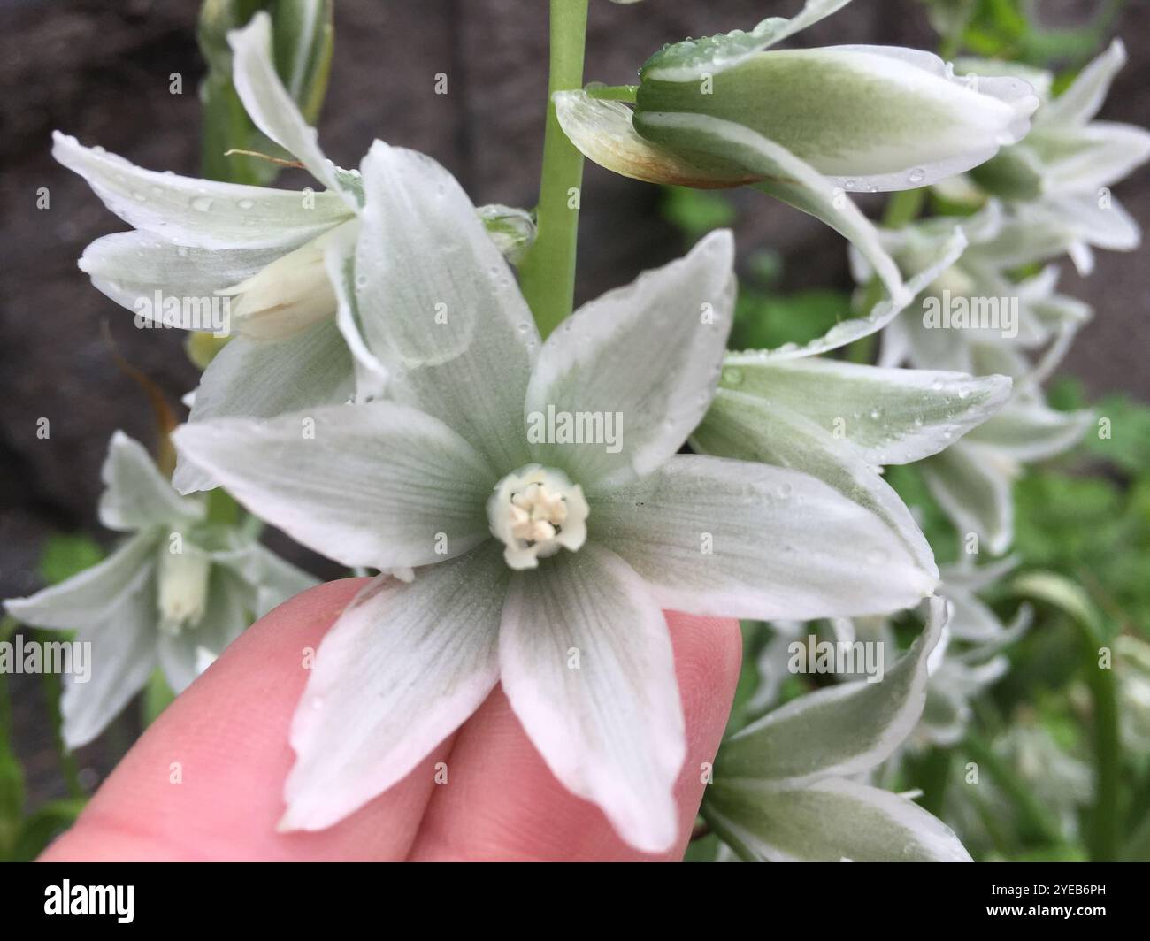 Drooping Star-of-Bethlehem (Ornithogalum nutans Stock Photo - Alamy