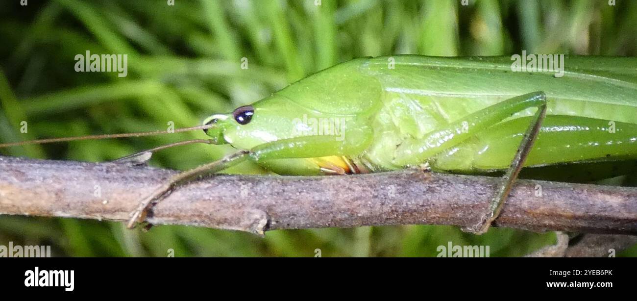 Broad-tipped Conehead (Neoconocephalus triops Stock Photo - Alamy