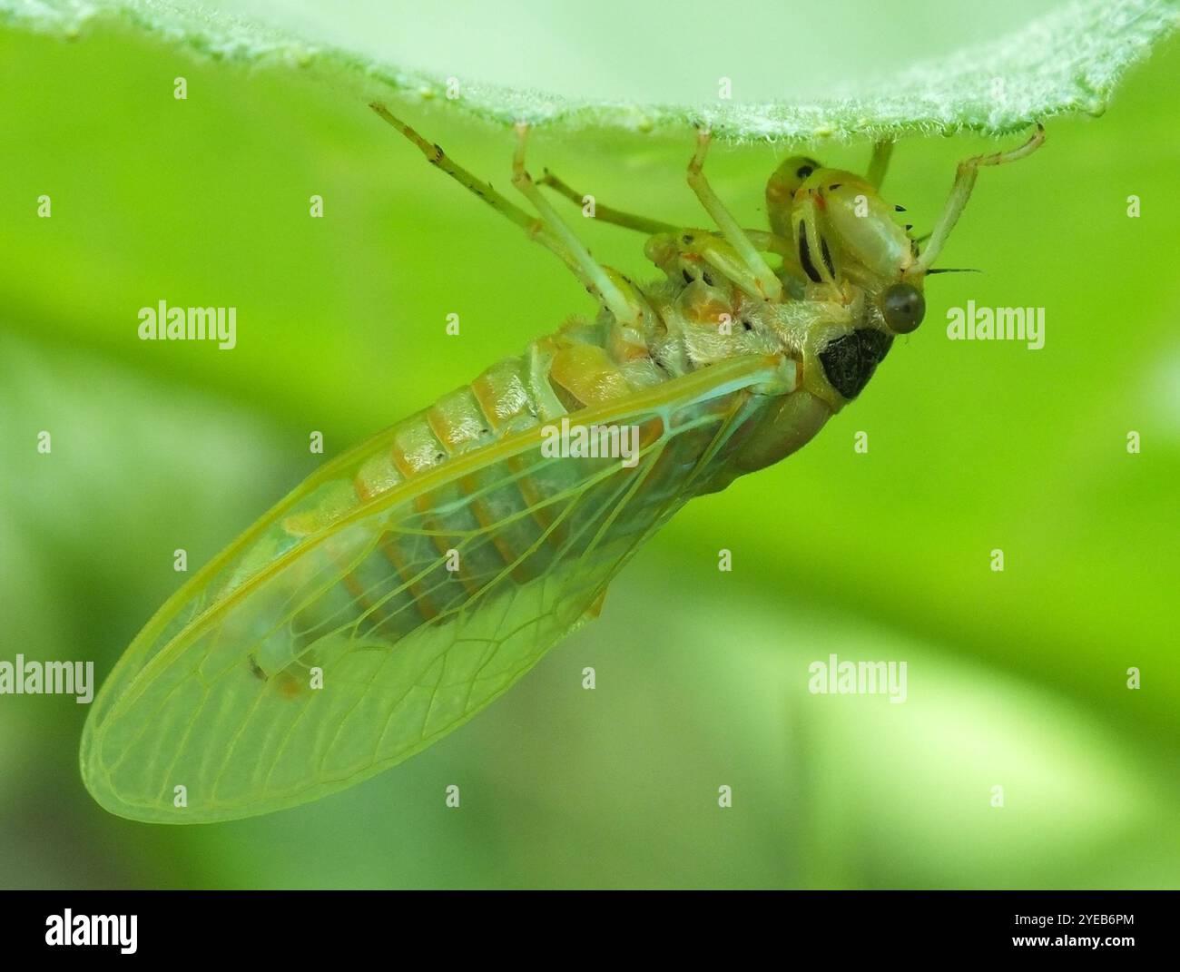 New Forest Cicada (Cicadetta montana Stock Photo - Alamy
