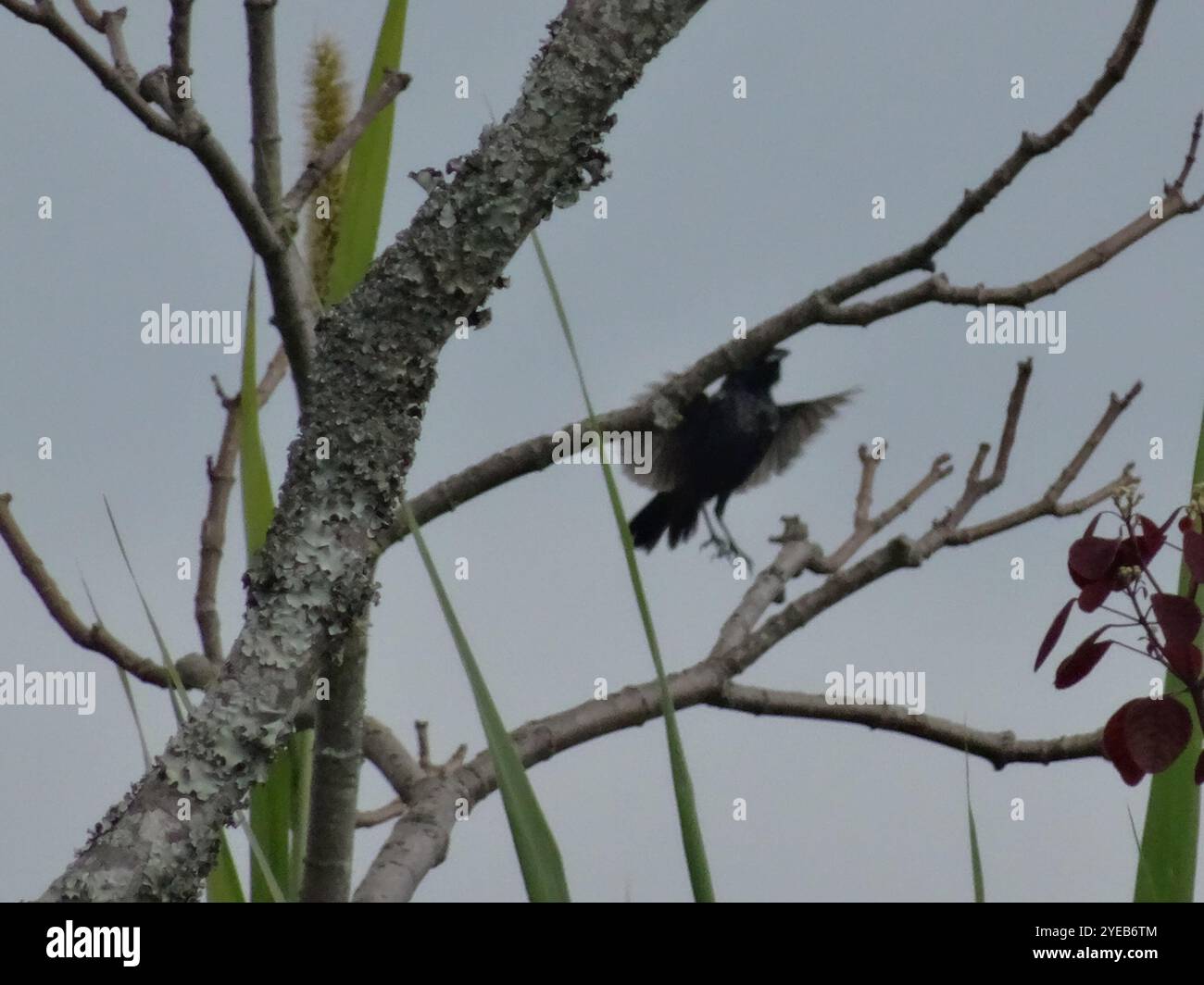 Blue-black Grassquit (Volatinia jacarina Stock Photo - Alamy