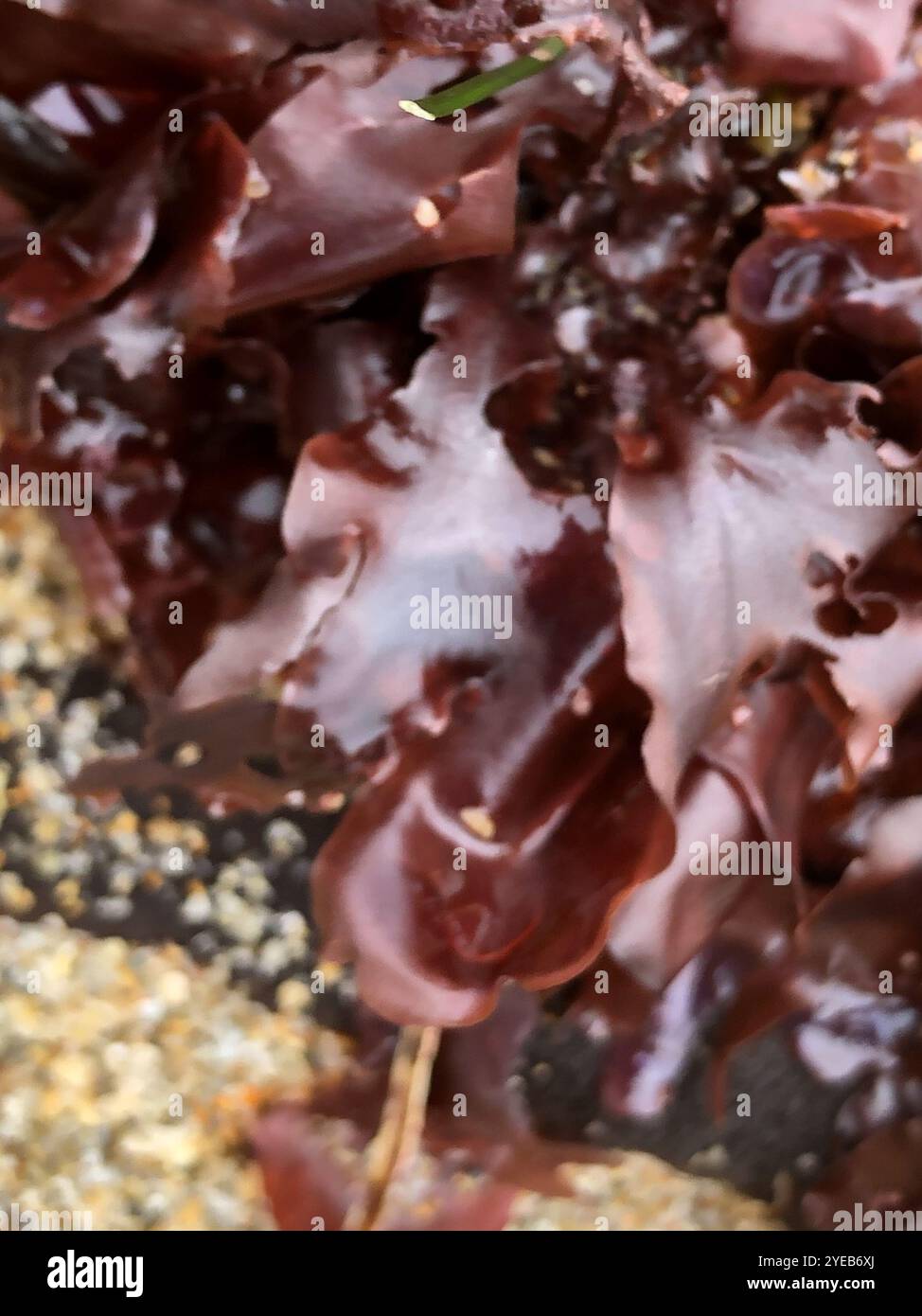 red algae (Rhodophyta Stock Photo - Alamy