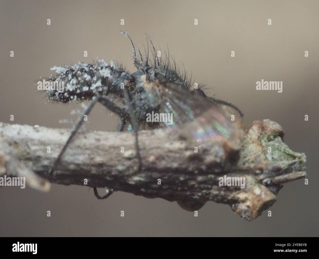 Fly Death Fungi (Entomophthora muscae Stock Photo - Alamy