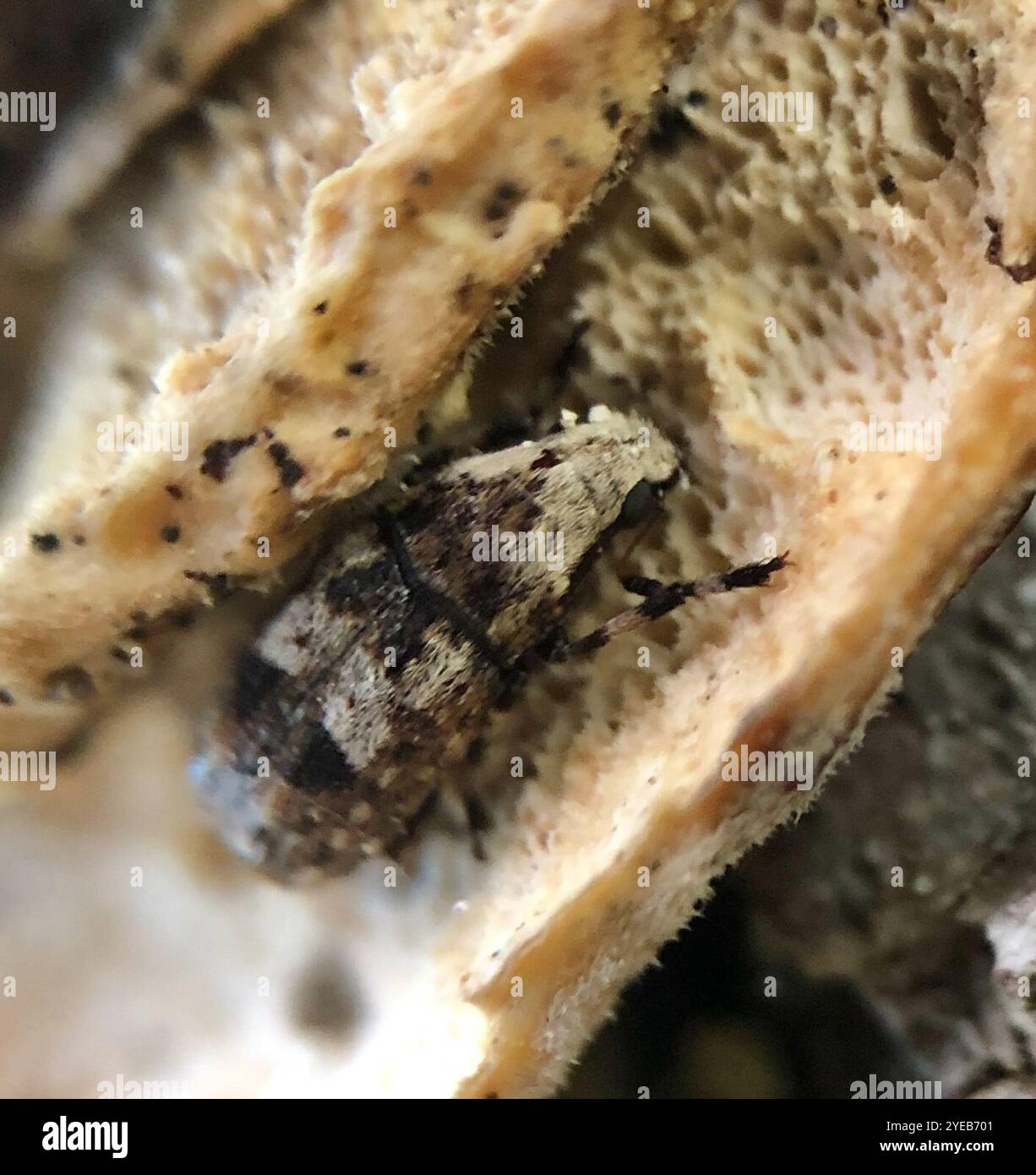 Marbled Fungus Weevil (Euparius marmoreus Stock Photo - Alamy