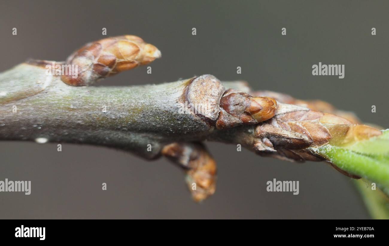 swamp white oak (Quercus bicolor Stock Photo - Alamy