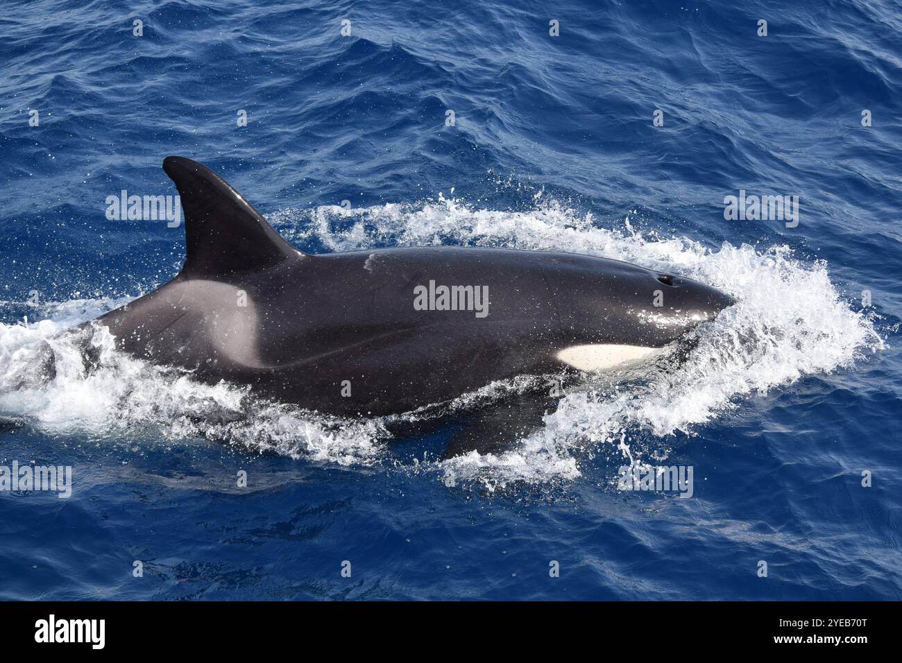 Killer whale (Orcinus orca) in the Strait of Gibraltar, dorsal fin ...