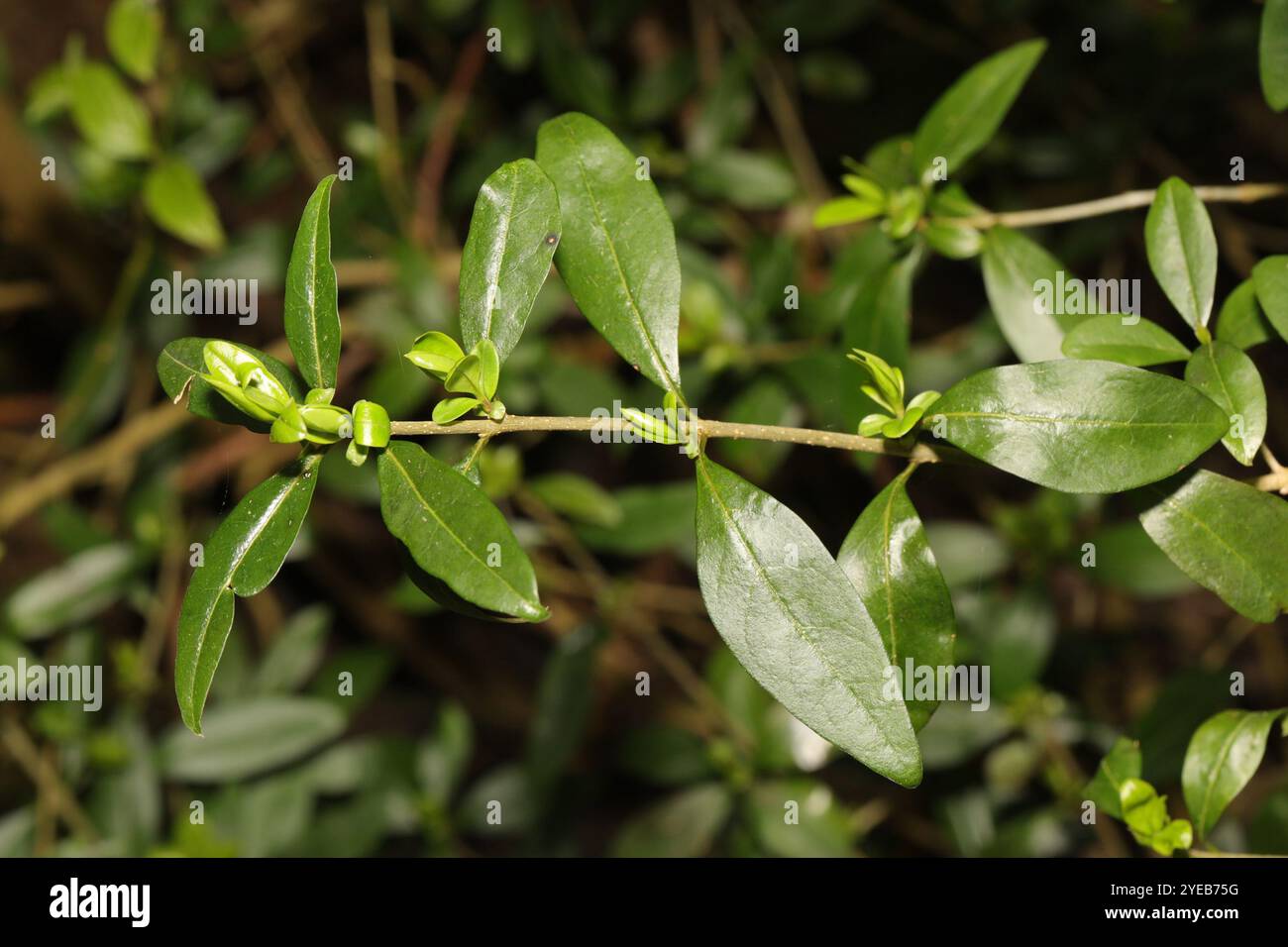 Common Privet (Ligustrum vulgare Stock Photo - Alamy