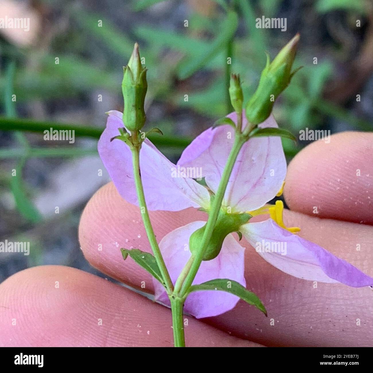 Maryland meadowbeauty (Rhexia mariana mariana Stock Photo - Alamy