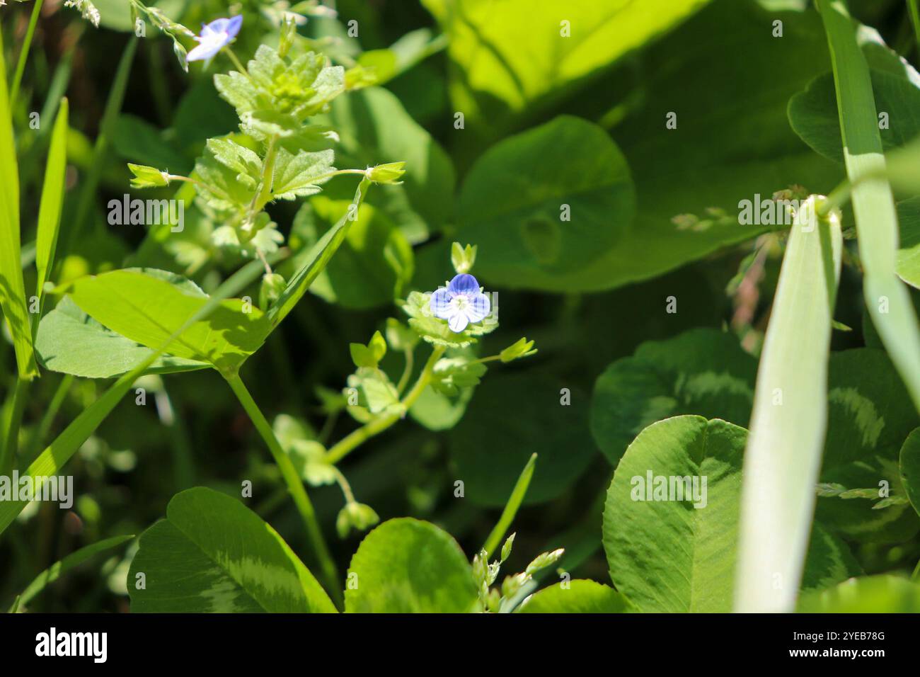 bird's-eye speedwell (Veronica persica Stock Photo - Alamy