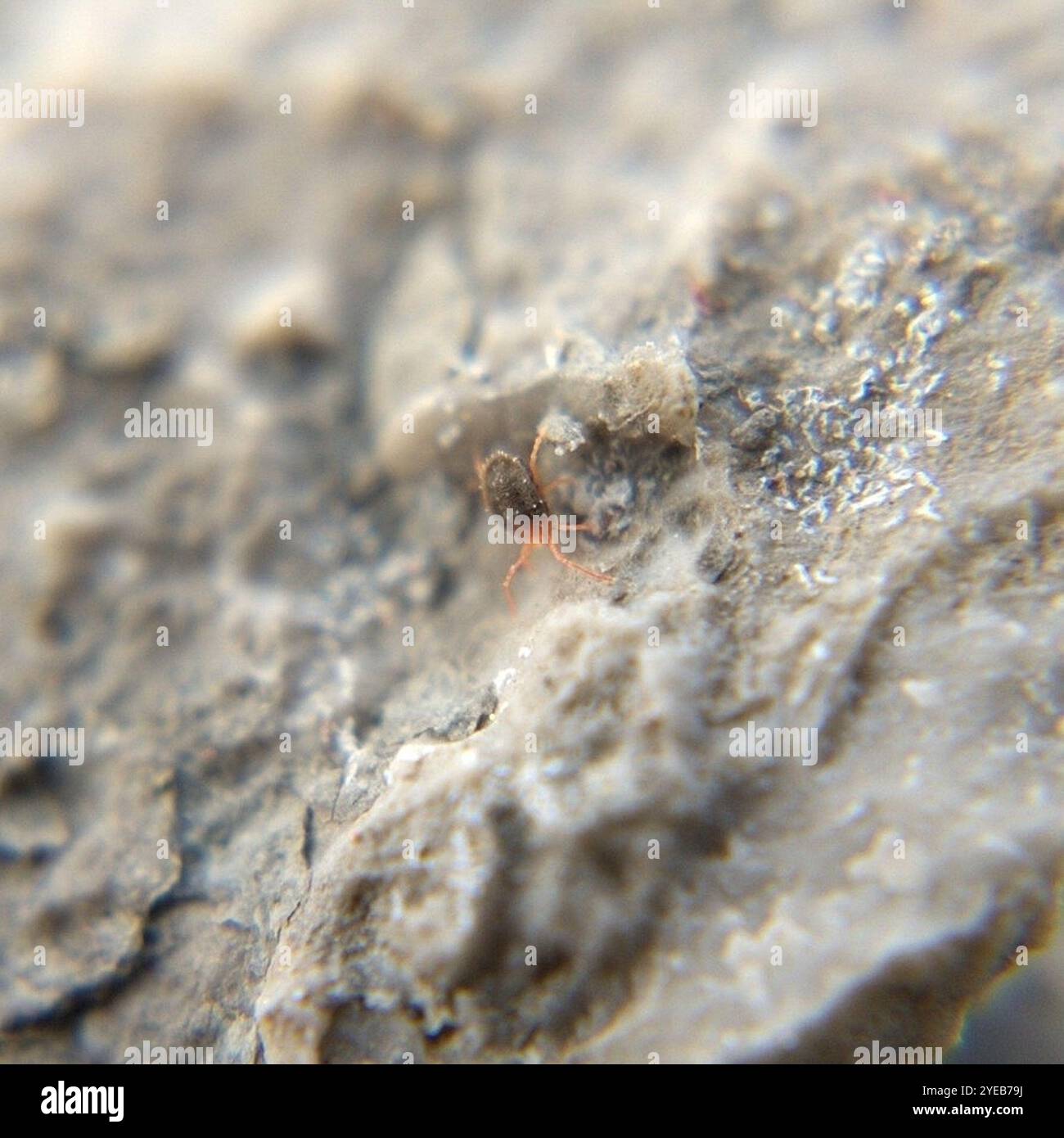 Bryobia hi-res stock photography and images - Alamy