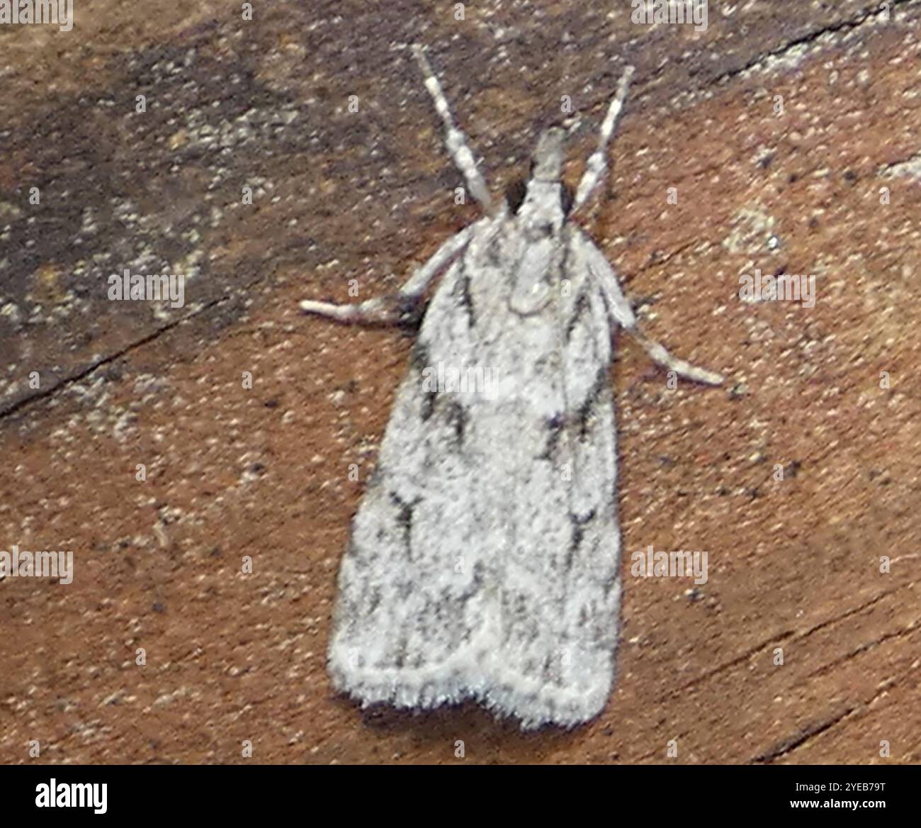 Double-striped Scoparia Moth (Scoparia biplagialis Stock Photo - Alamy