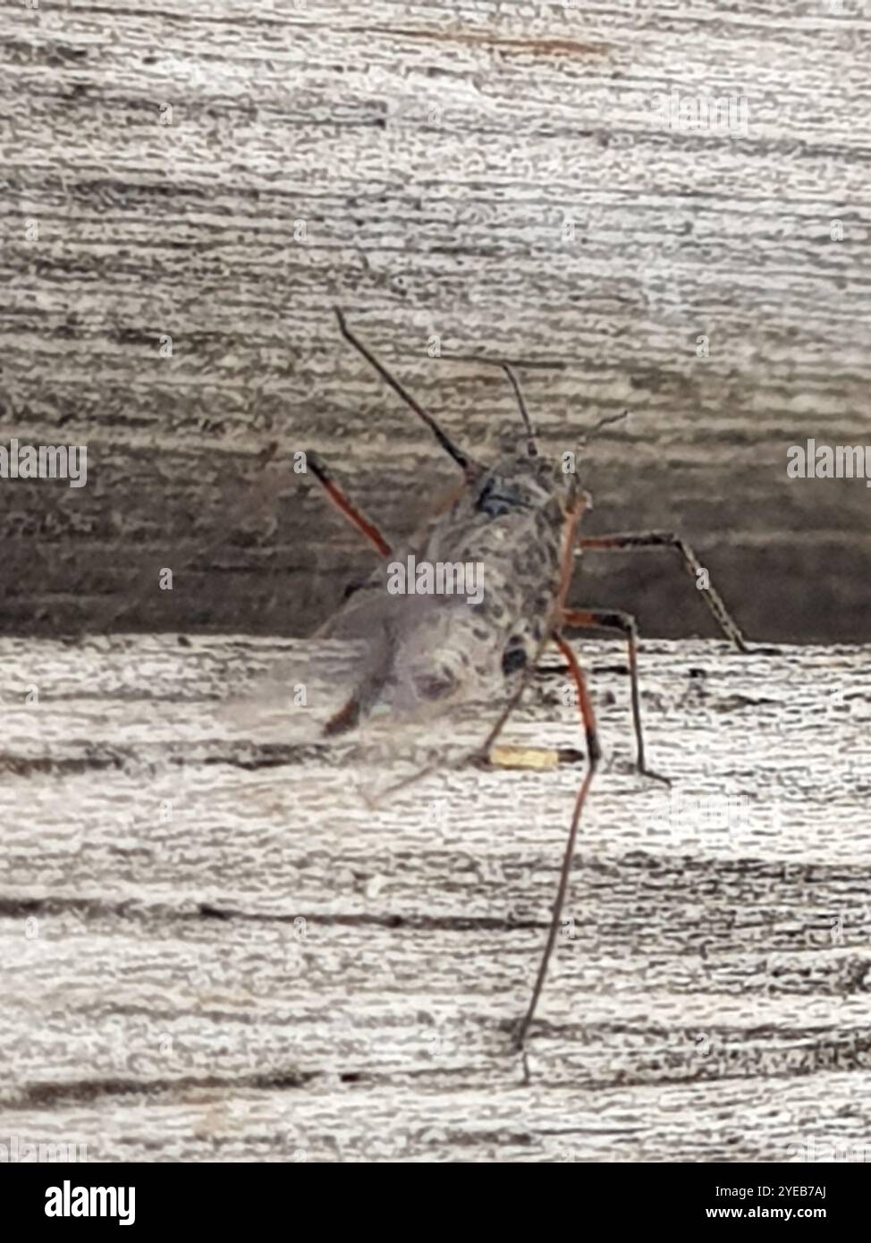 Giant Willow Aphid (Tuberolachnus salignus Stock Photo - Alamy