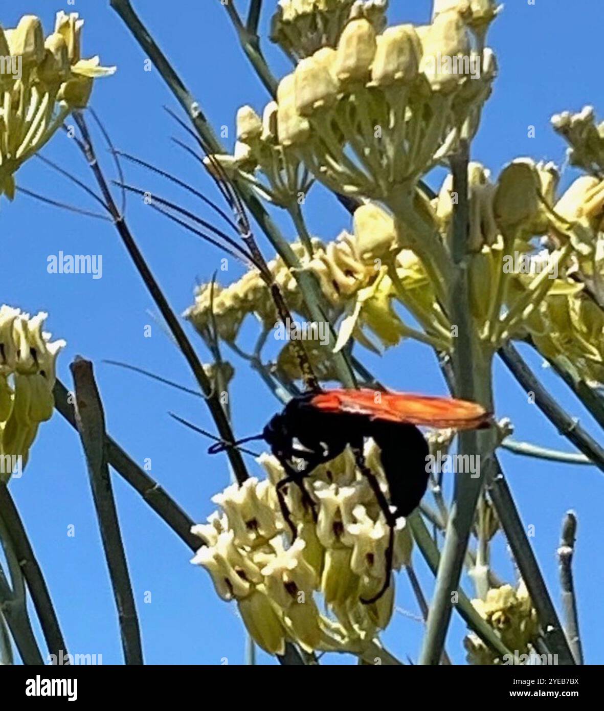 Thisbe's Tarantula-hawk Wasp (Pepsis thisbe Stock Photo - Alamy