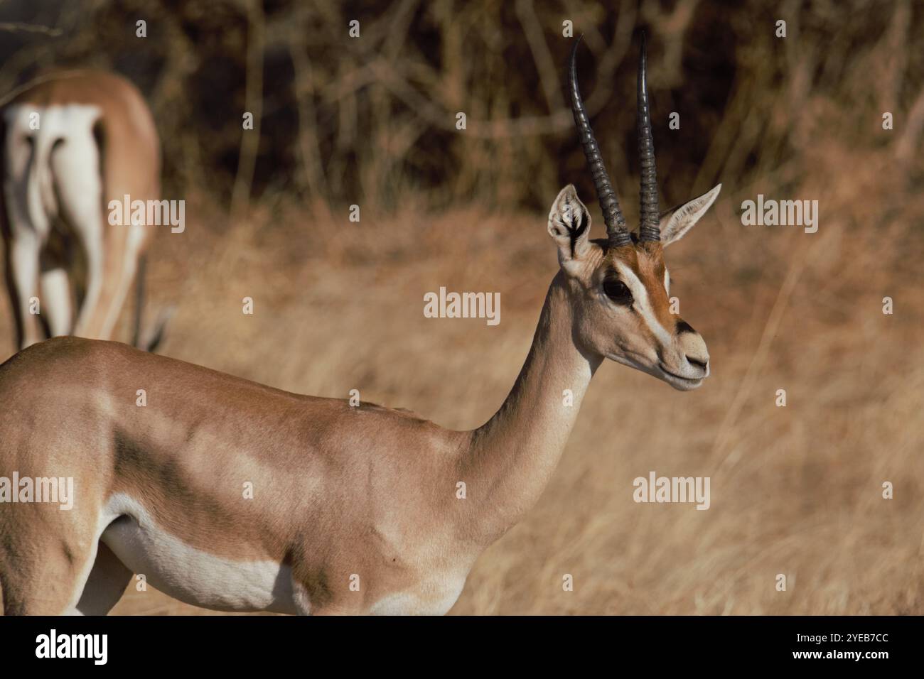 Bright's gazelle (Nanger notatus) female, Samburu National Reserve ...