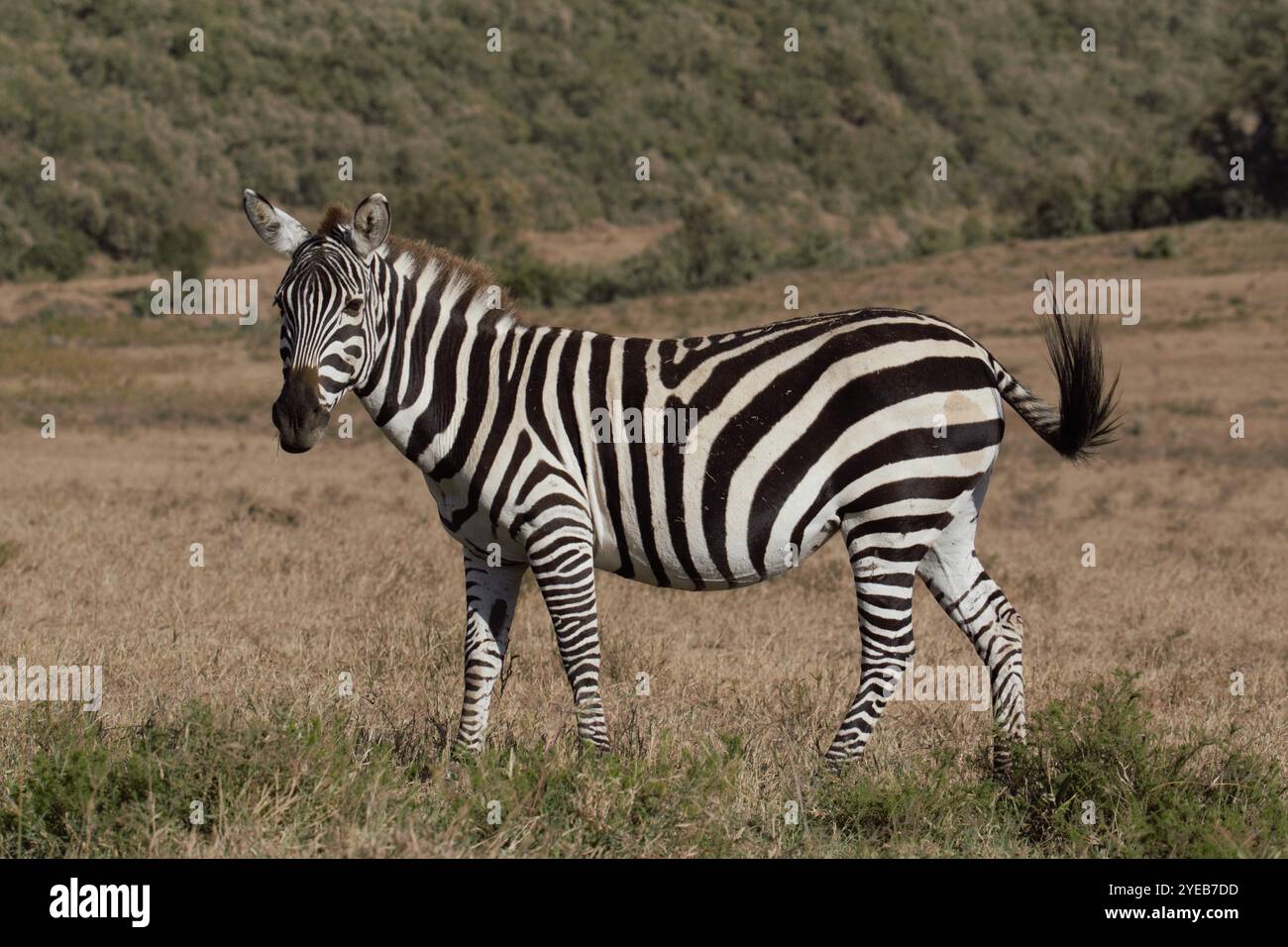 Grant's zebra (Equus quagga boehmi), Hell's Gate National Park, Kenya ...