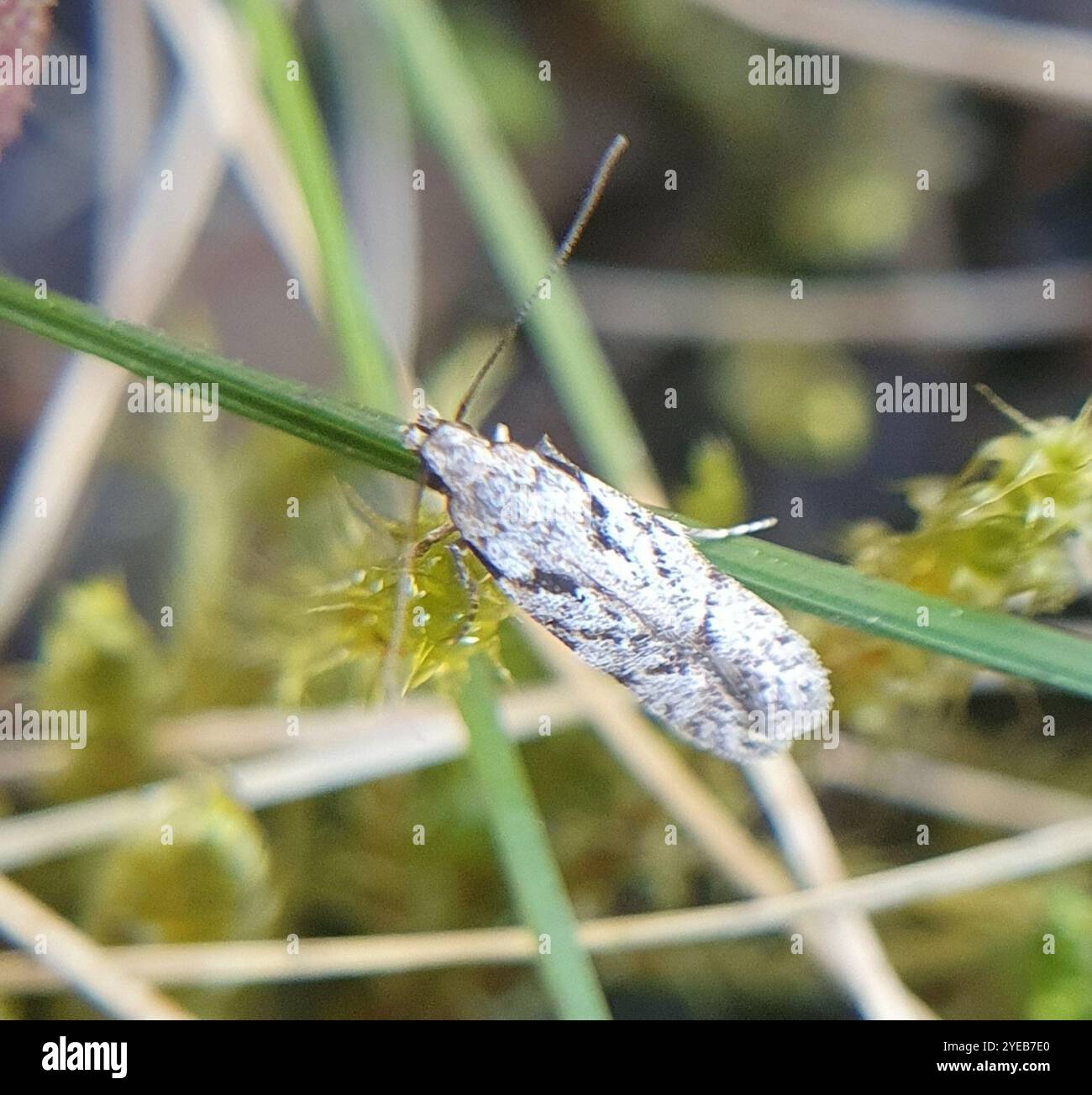 Curved-horn Moths (Gelechioidea Stock Photo - Alamy