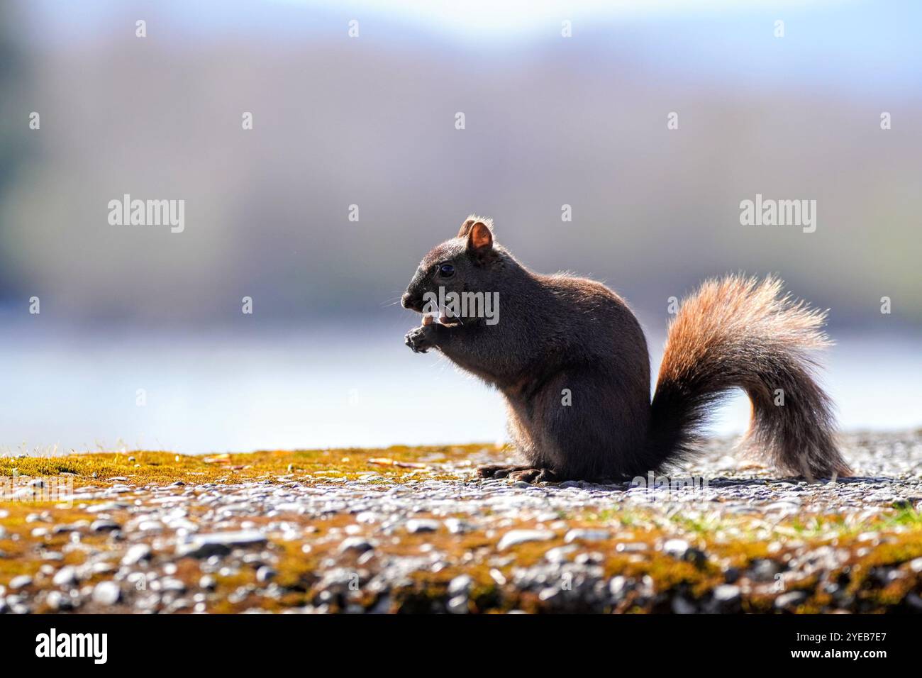 Eastern Gray Squirrel (Sciurus carolinensis Stock Photo - Alamy