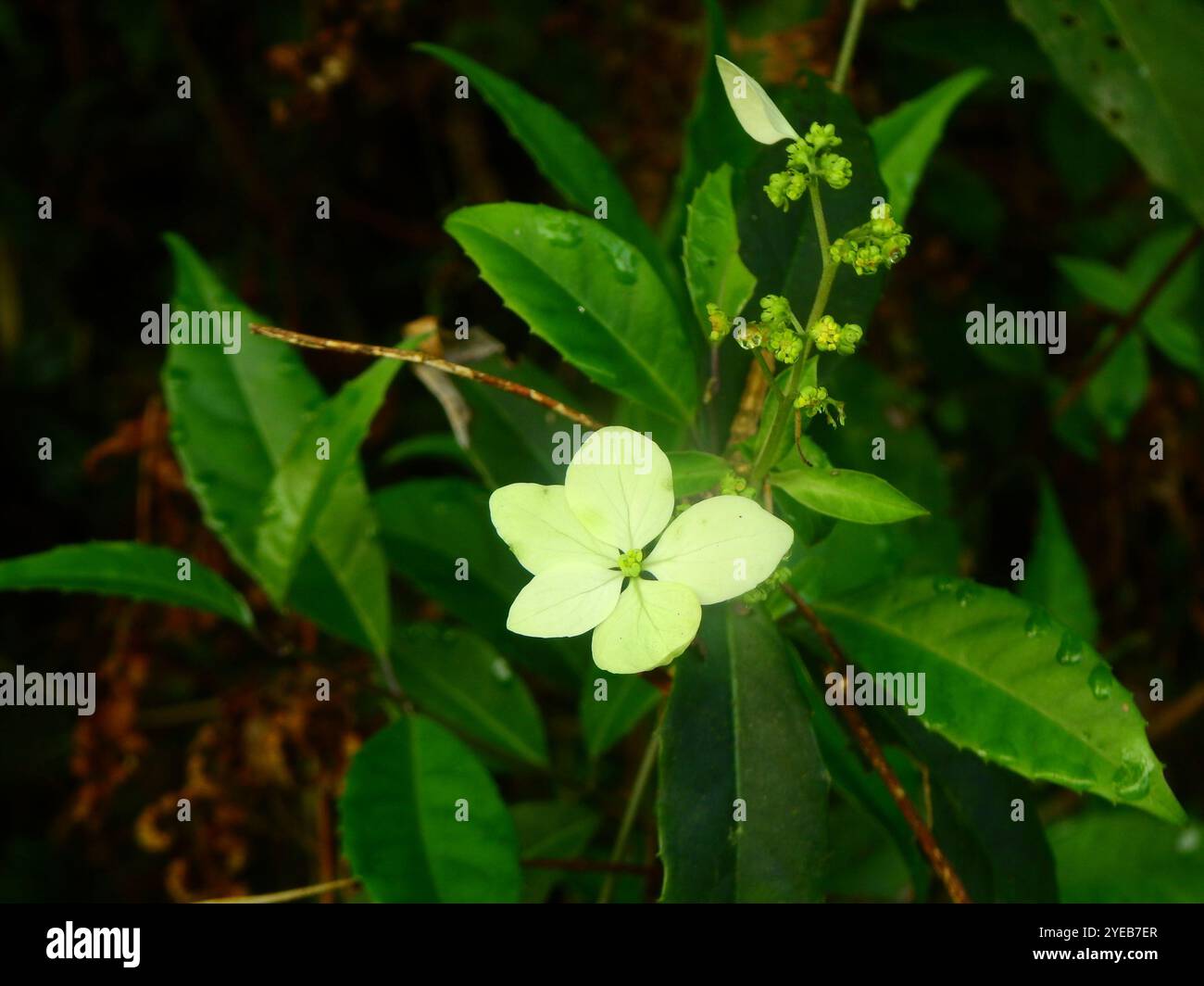 Chinese Hydrangea (Hydrangea chinensis Stock Photo - Alamy