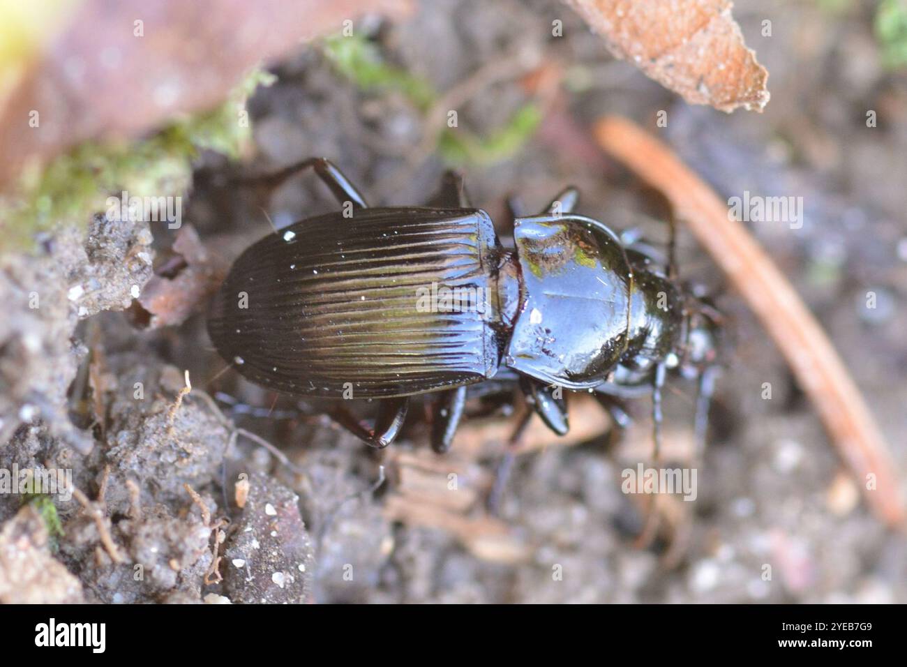 Abax parallelus hi-res stock photography and images - Alamy