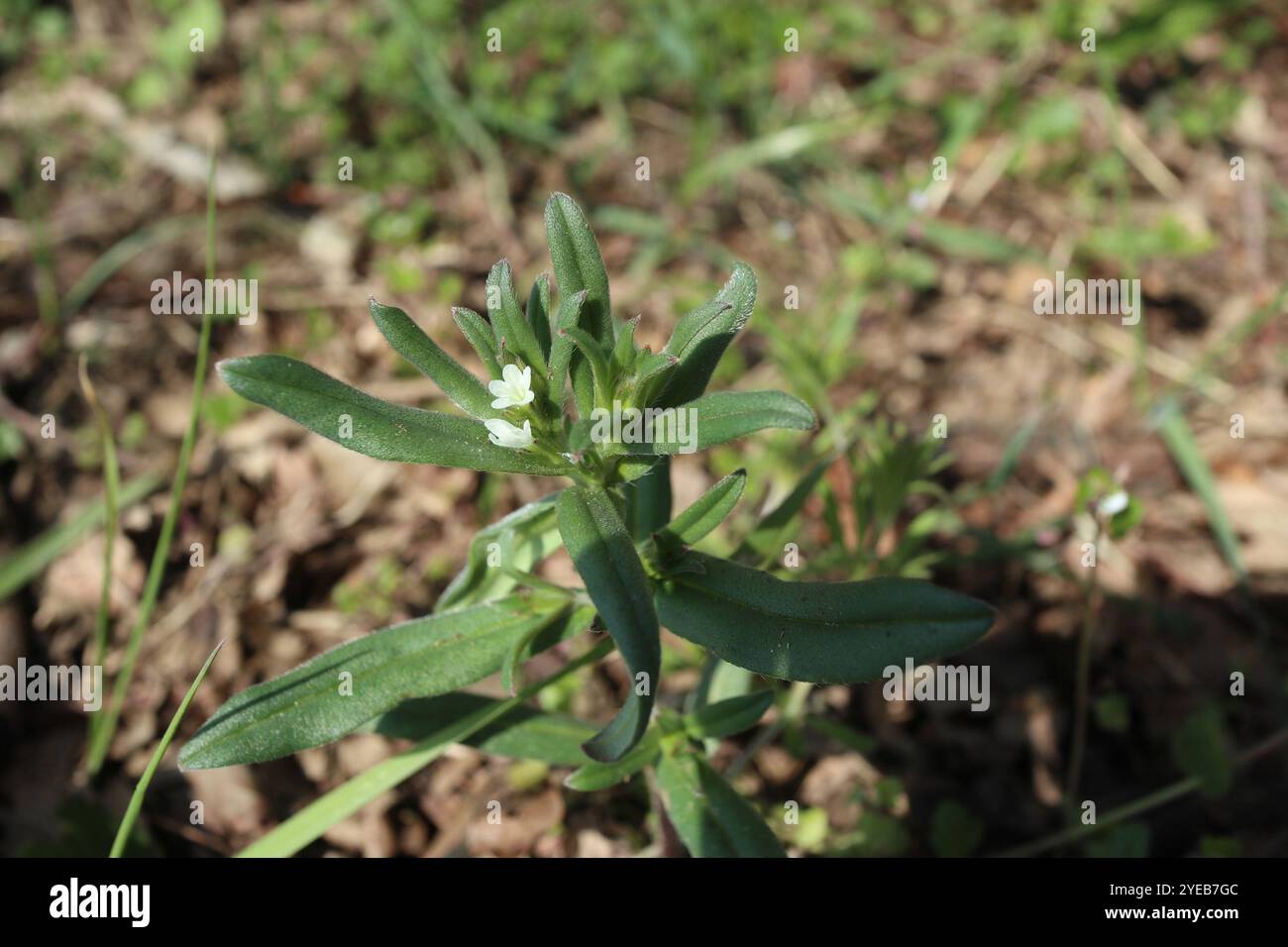 corn gromwell (Buglossoides arvensis Stock Photo - Alamy