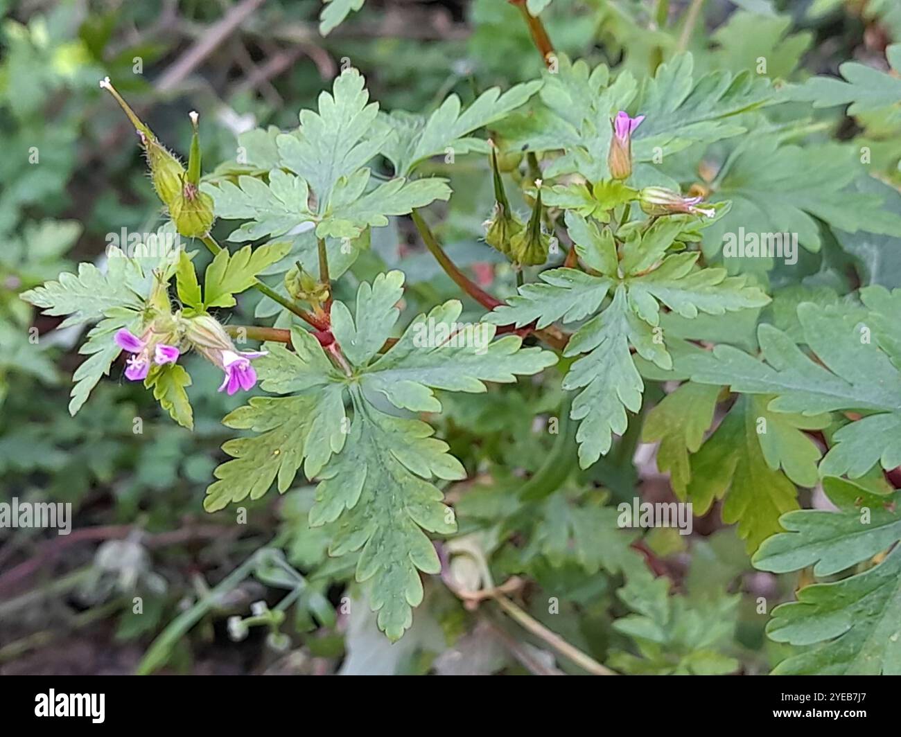 Little-Robin (Geranium purpureum Stock Photo - Alamy