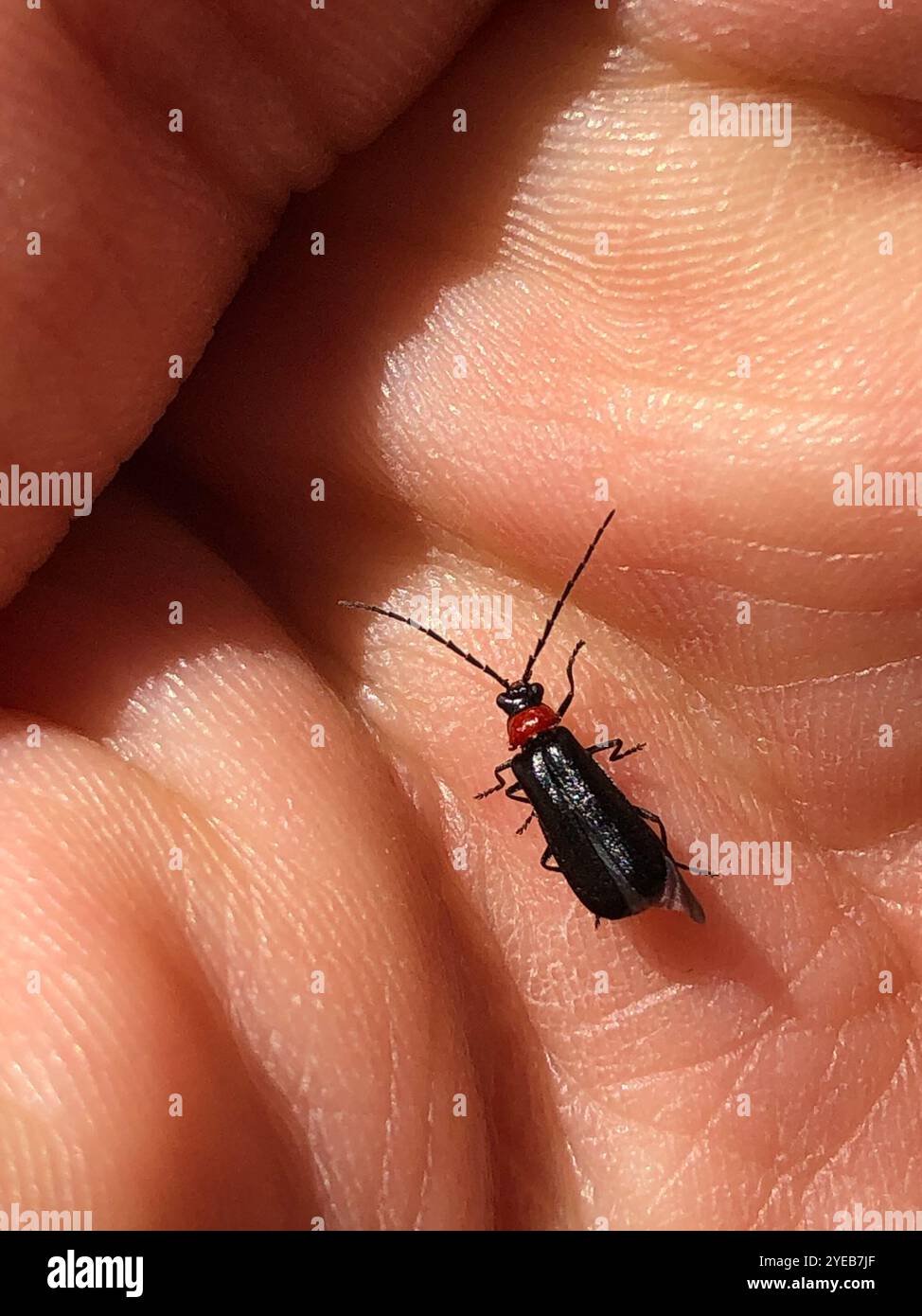 Water, Rove, Scarab, Long-horned, Leaf, and Snout Beetles (Polyphaga ...