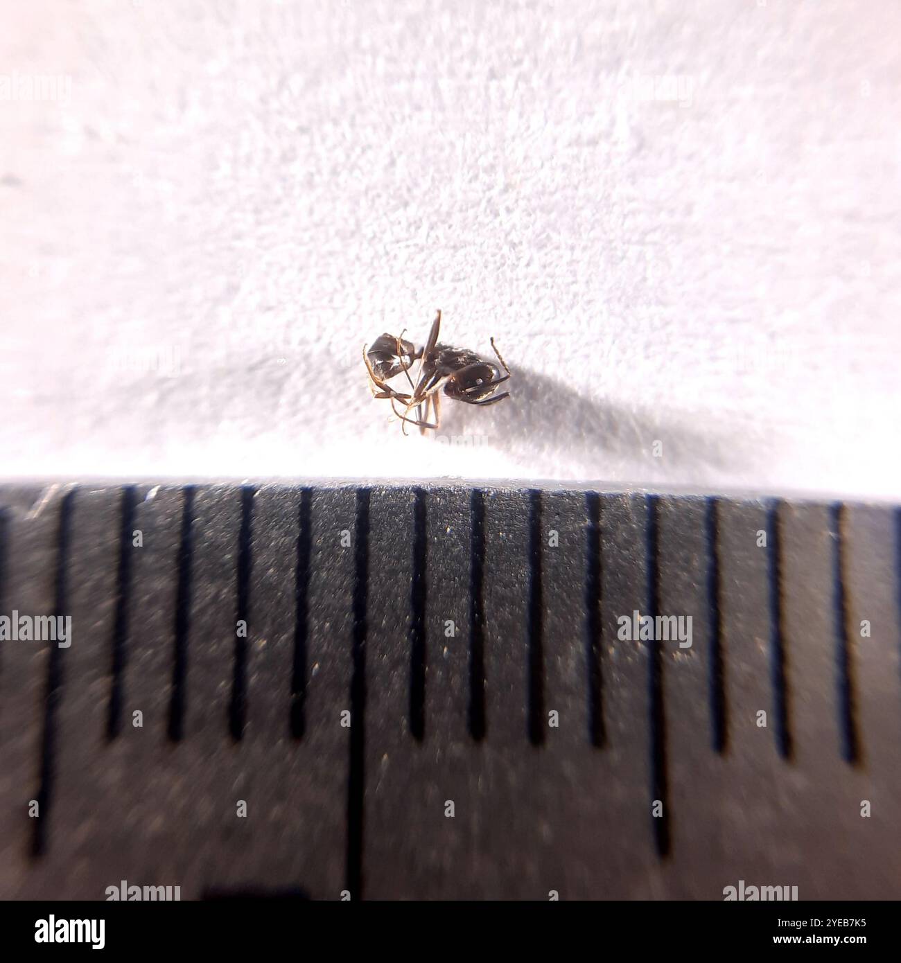 Pyramid Ants (Dorymyrmex Stock Photo - Alamy