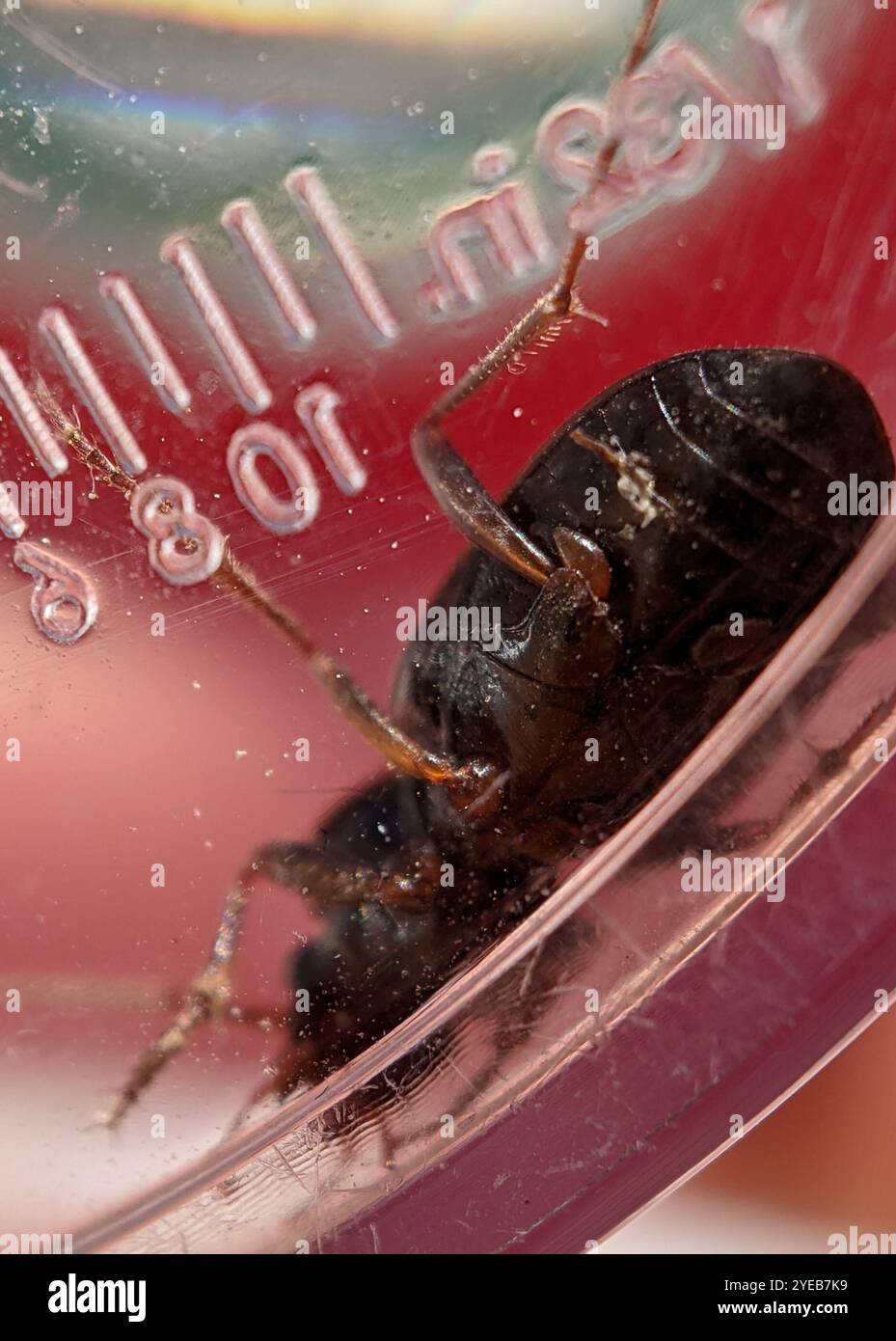 European Gazelle Beetle (Nebria brevicollis Stock Photo - Alamy