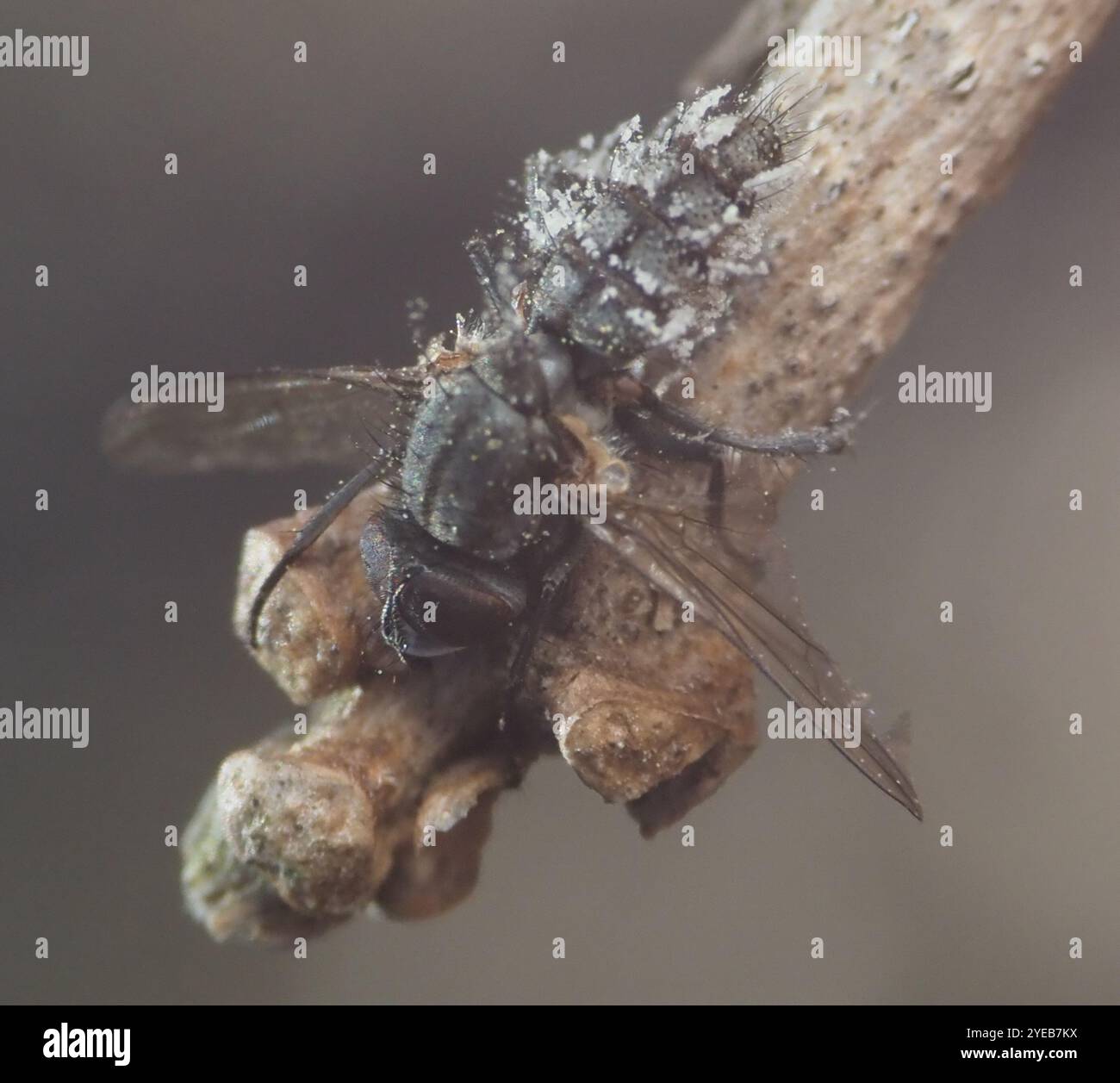 Fly Death Fungi (Entomophthora muscae Stock Photo - Alamy