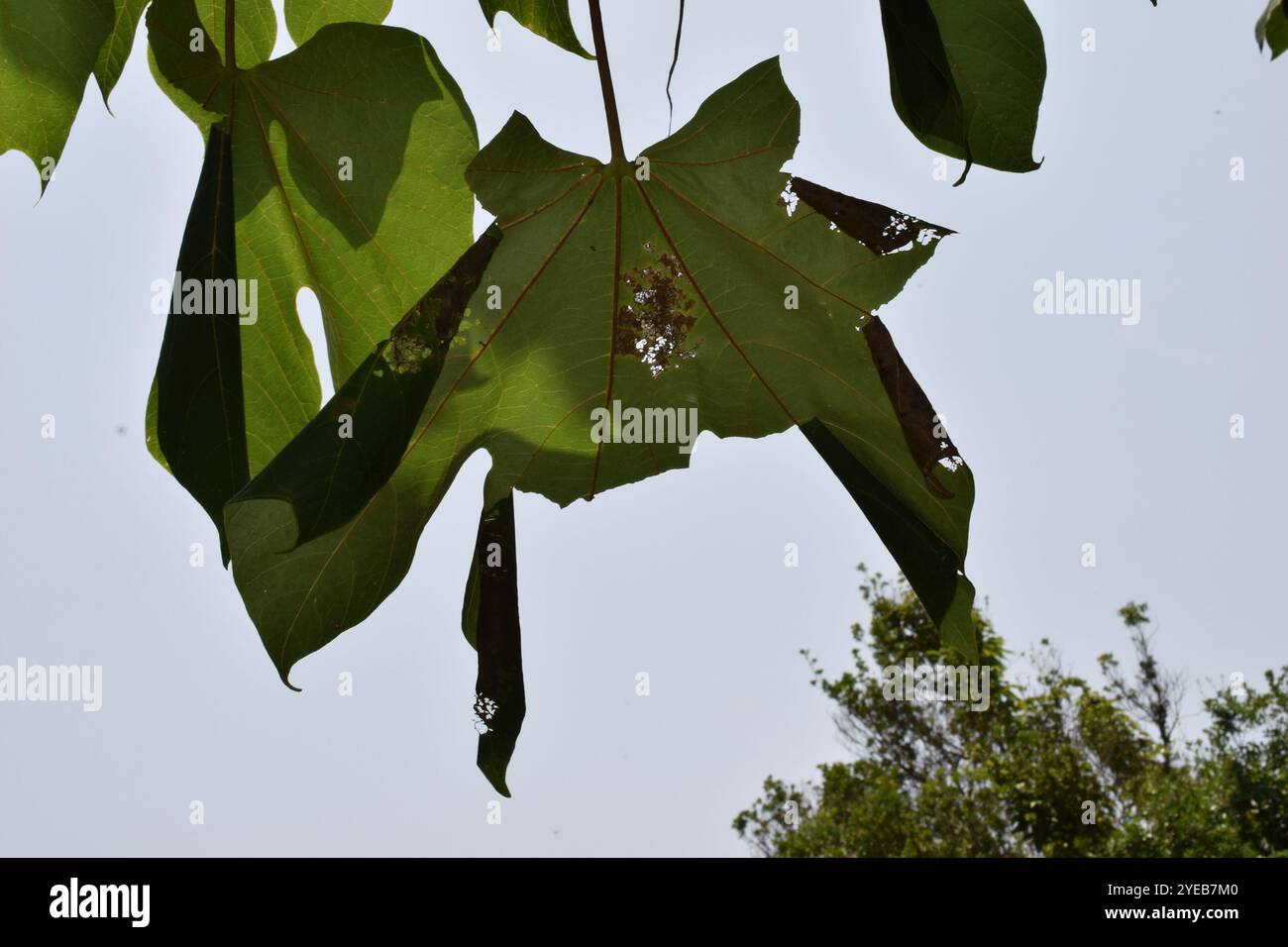 Cotton Leaf Roller (Haritalodes derogata Stock Photo - Alamy