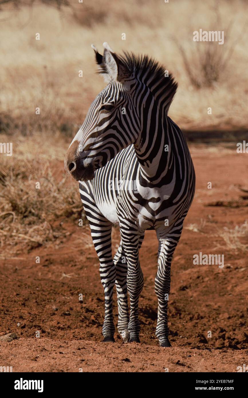 Rare grévys zebra endangered hi-res stock photography and images - Alamy