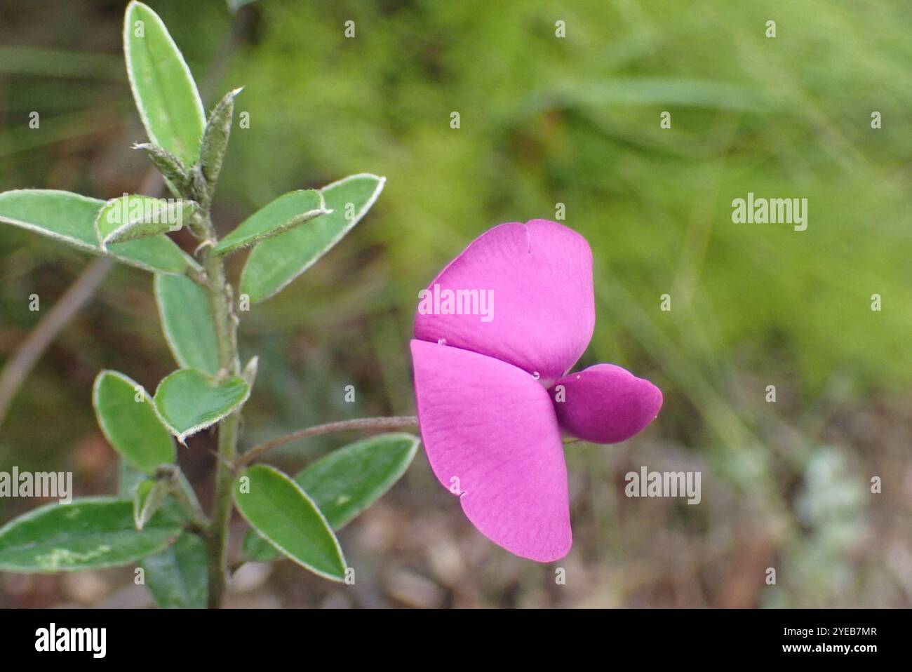 Box Capesweetpea (Podalyria buxifolia Stock Photo - Alamy